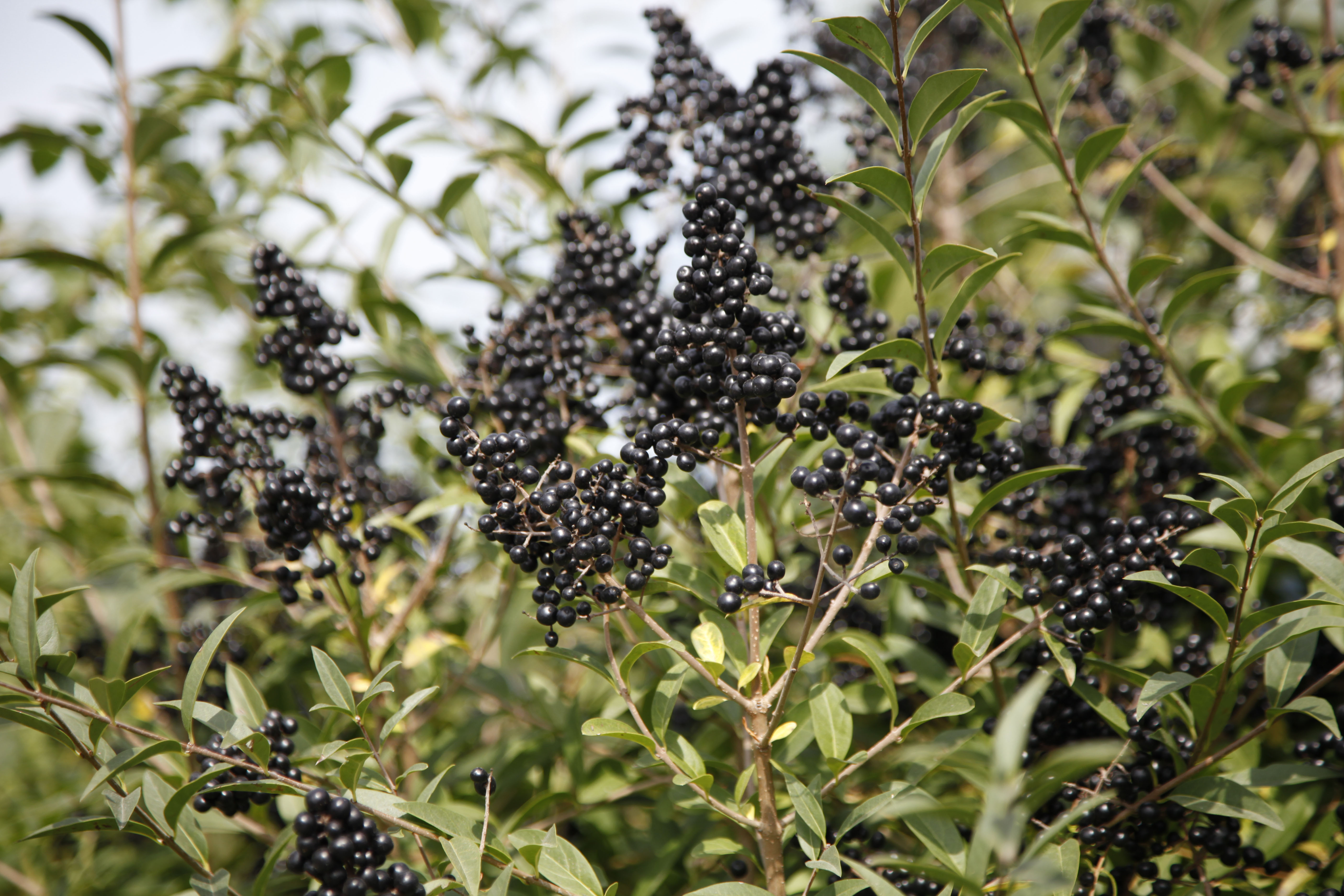 Liguster – Eigenschaften und Pflege im Überblick | OBI