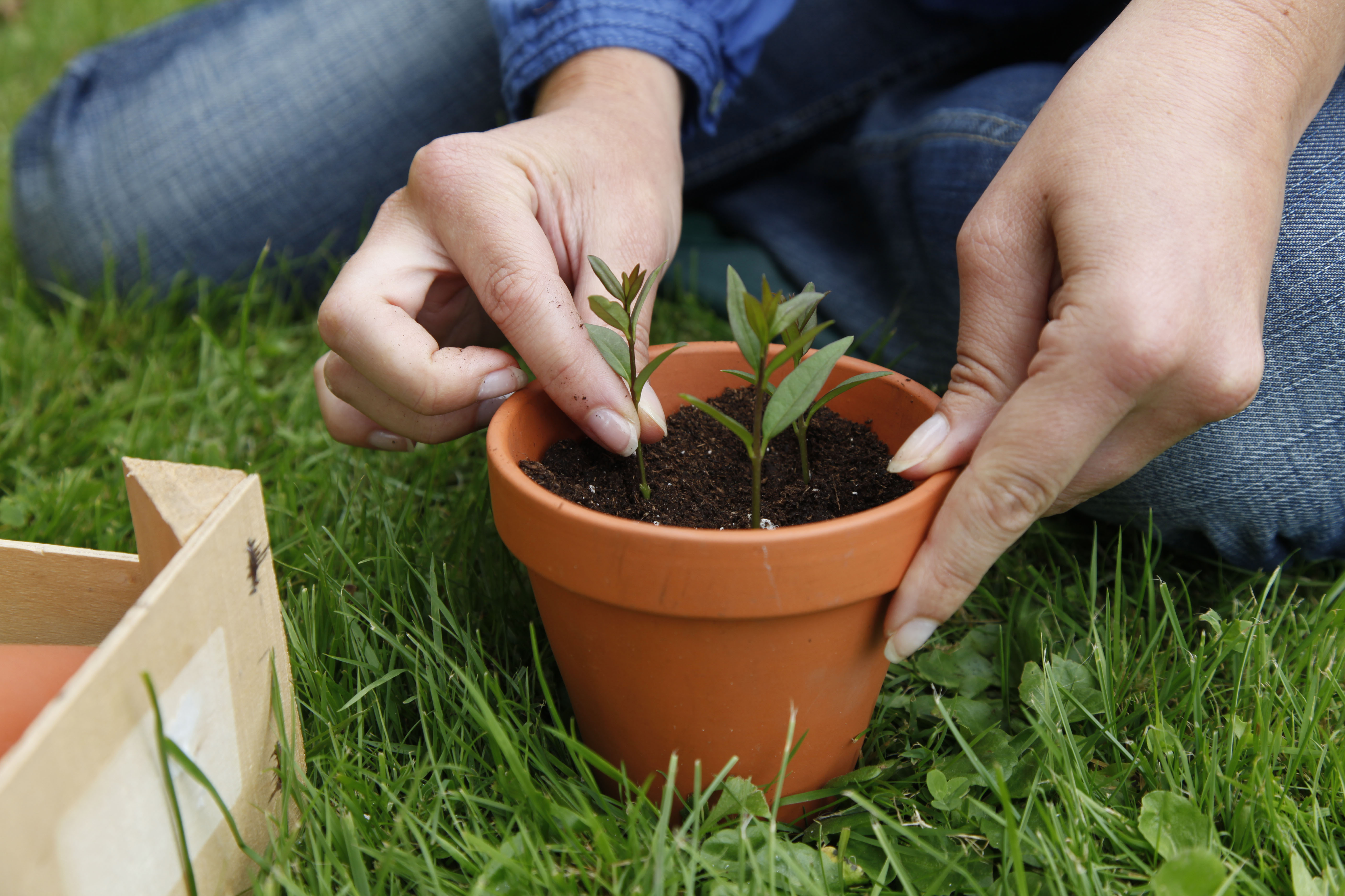 Liguster – Eigenschaften und Pflege im Überblick | OBI