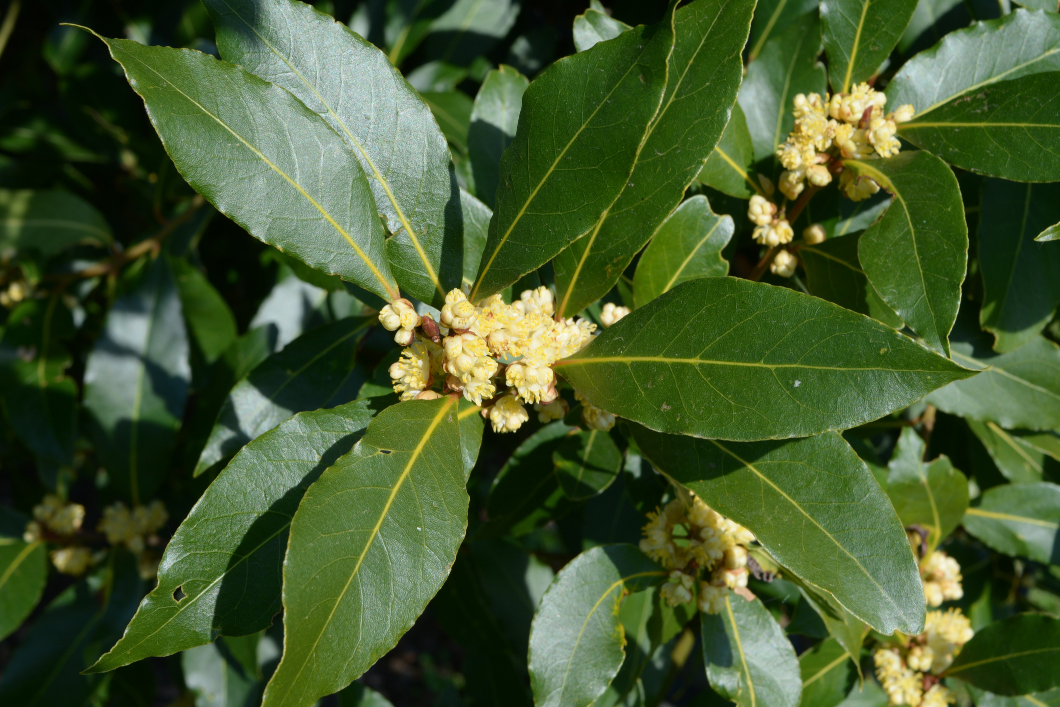 Lorbeerbaum – Eigenschaften und Pflanztipps | OBI