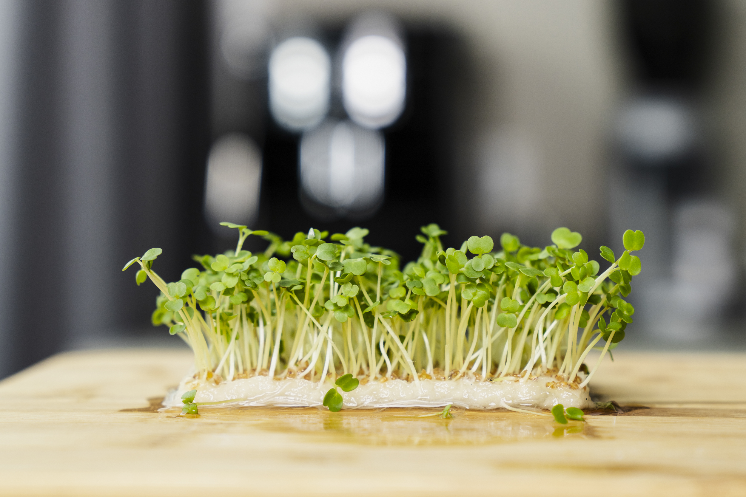 Microgreens anbauen - Tipps, Tricks & Anleitung | OBI