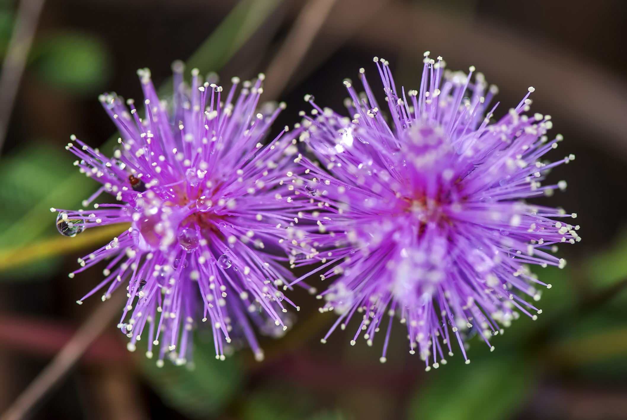Mimose pflegen – Ratgeber und Pflanzentipps | OBI