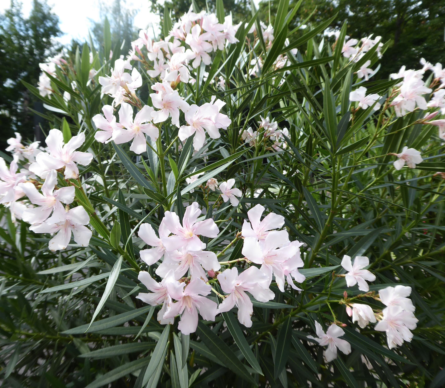 Oleander vermehren – die Methoden im Überblick | OBI