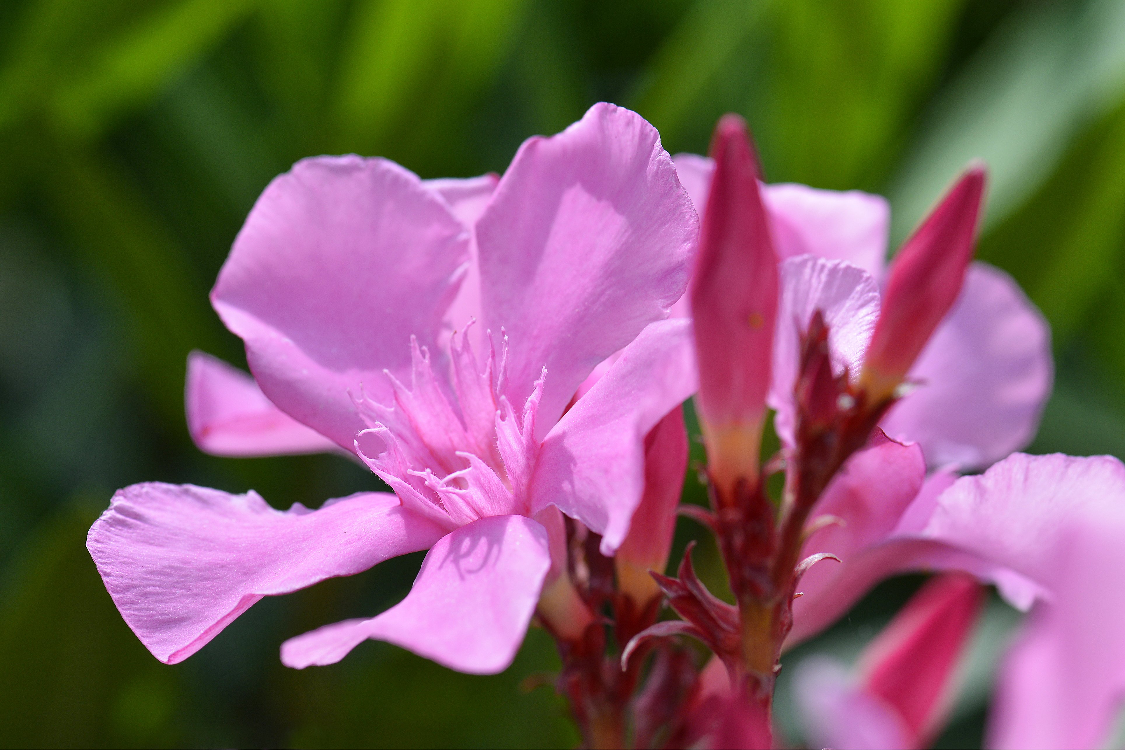 Oleander: Wissenswertes und Tipps zur Pflege | OBI