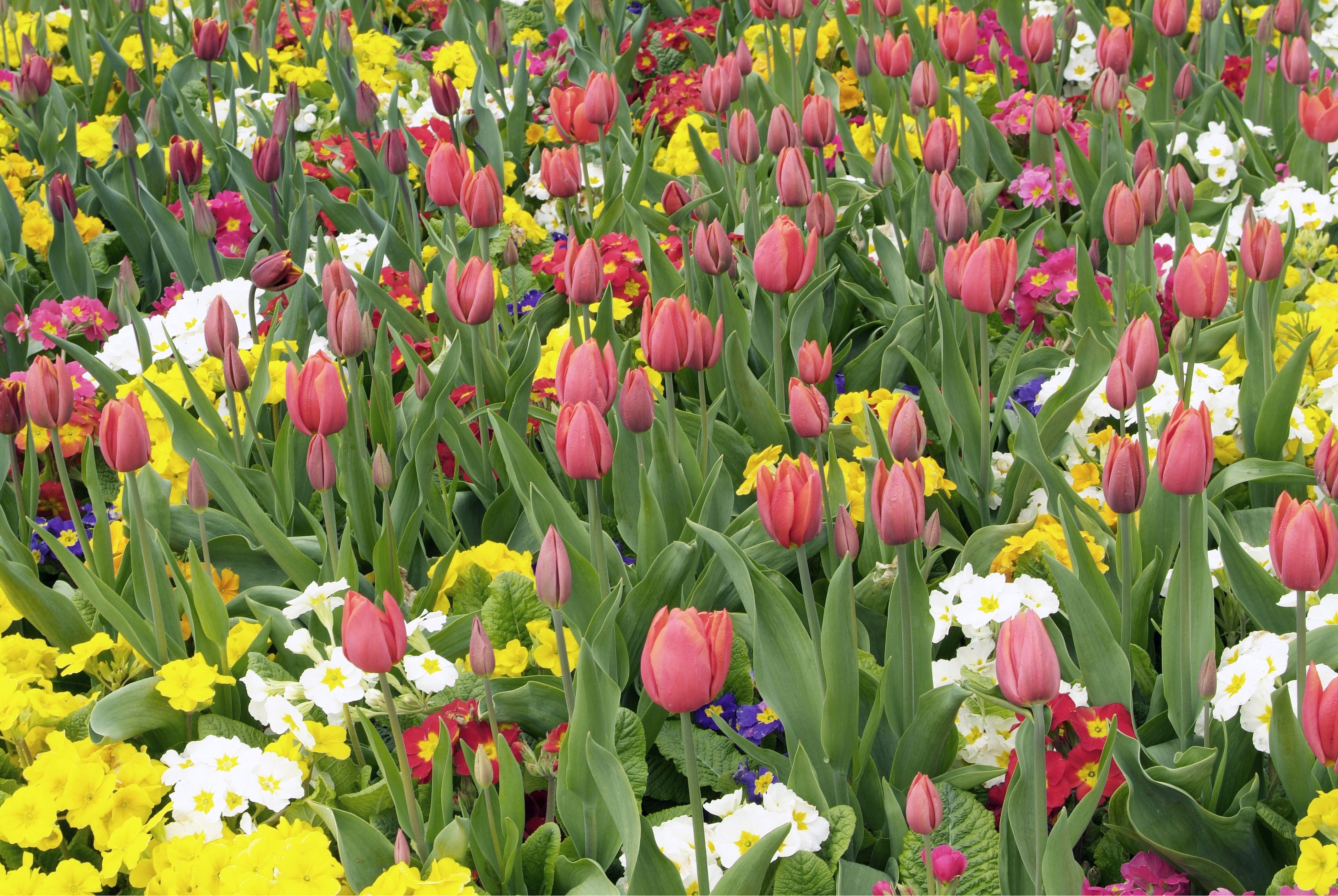 Primel – Wissenswertes und Tipps zum Pflegen | OBI