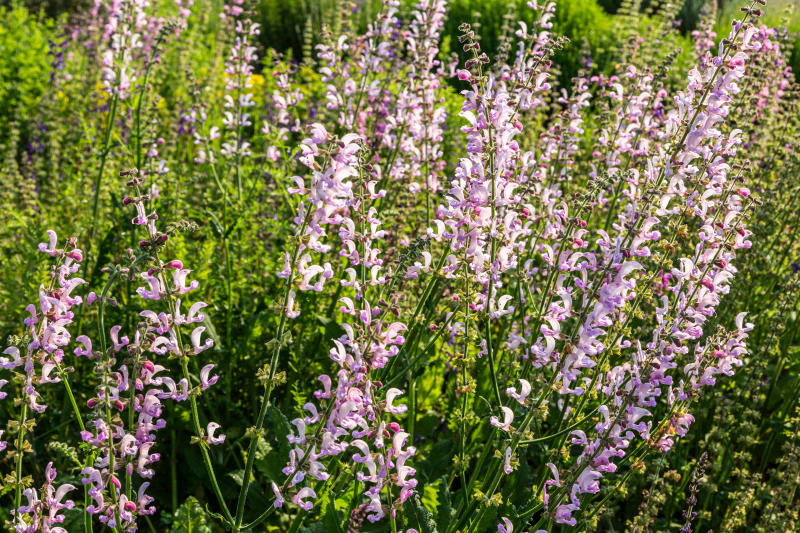 Echter Salbei – Wissenswertes & Tipps zur Pflege | OBI