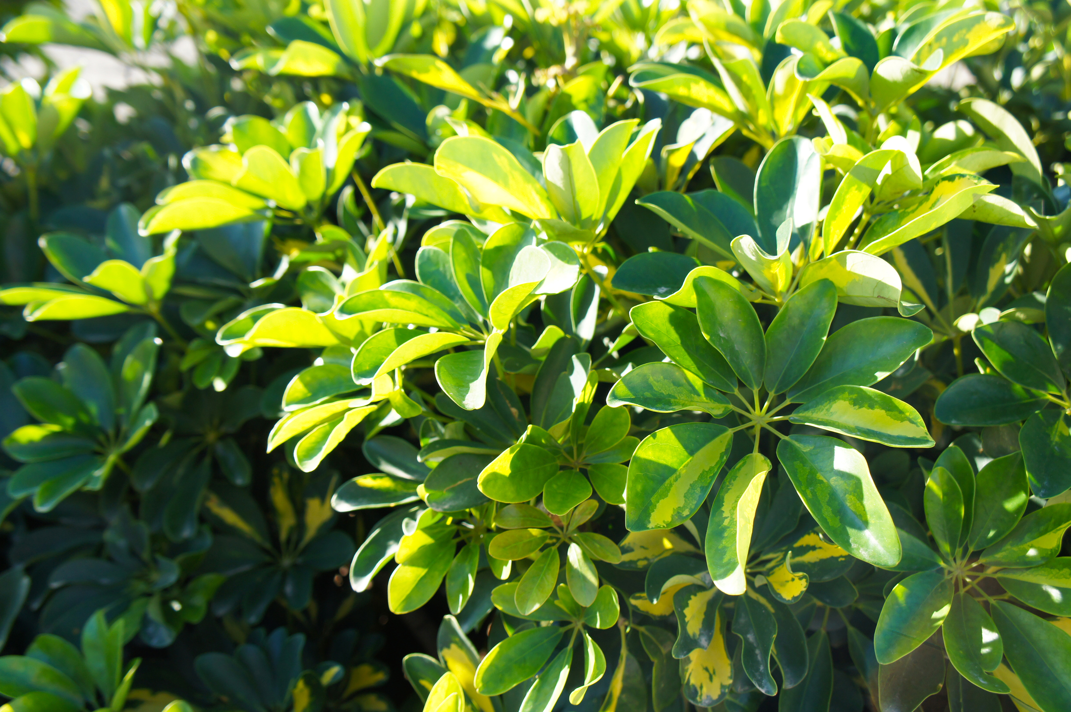 Schefflera – Eigenschaften und Pflegetipps | OBI