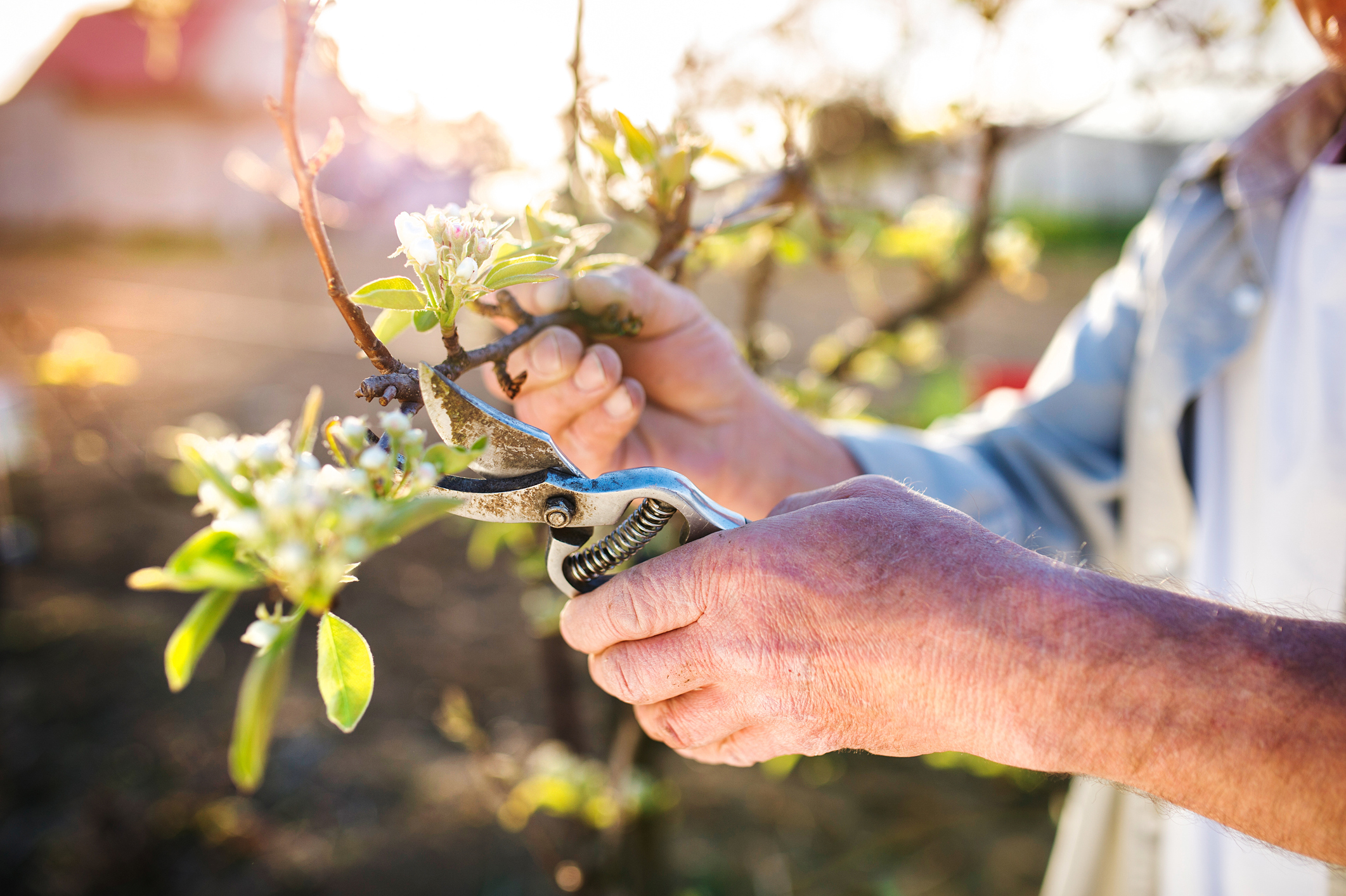 So gelingt der Sommerschnitt für den Apfelbaum | OBI
