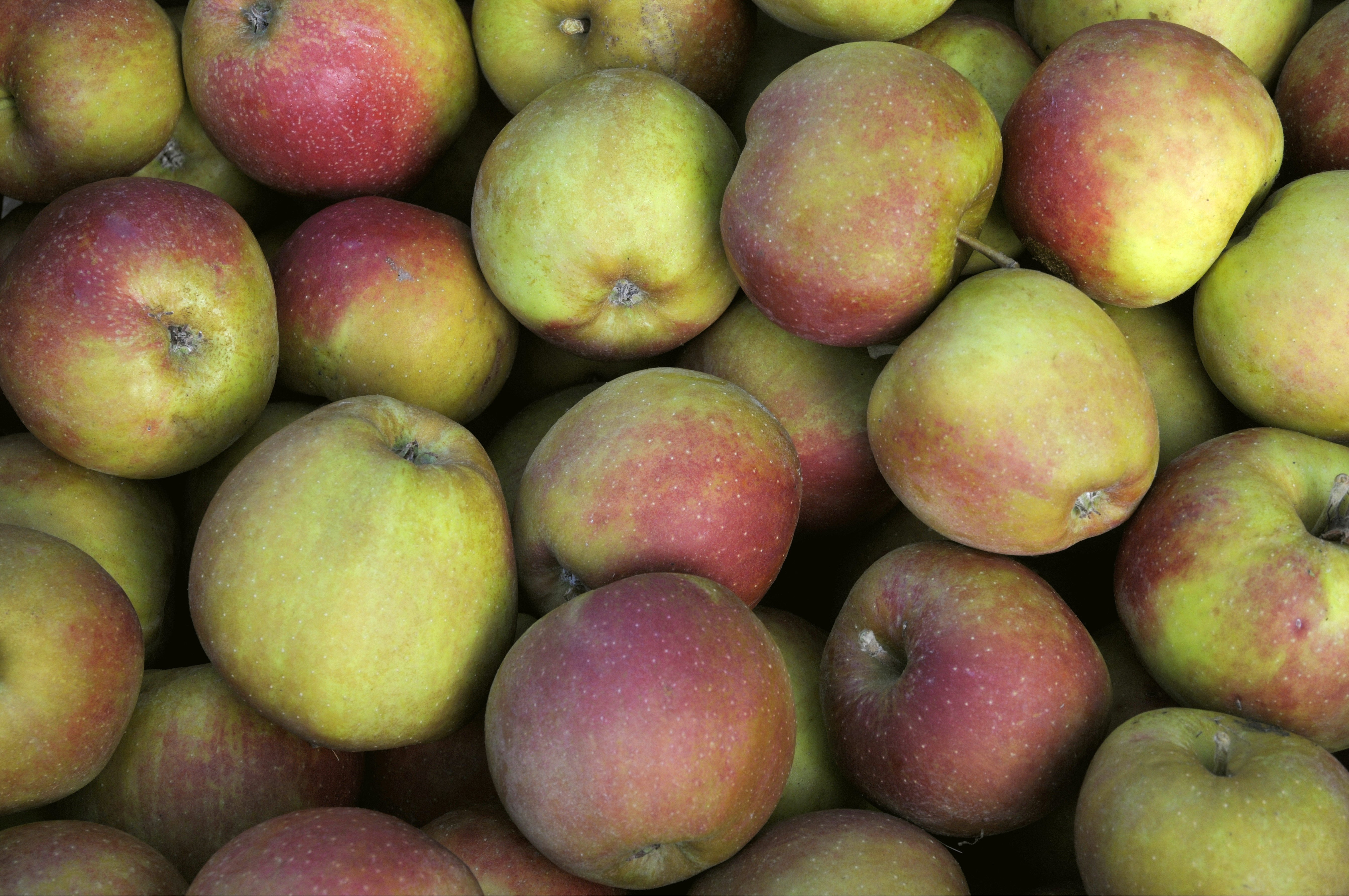 So gelingt der Sommerschnitt für den Apfelbaum | OBI