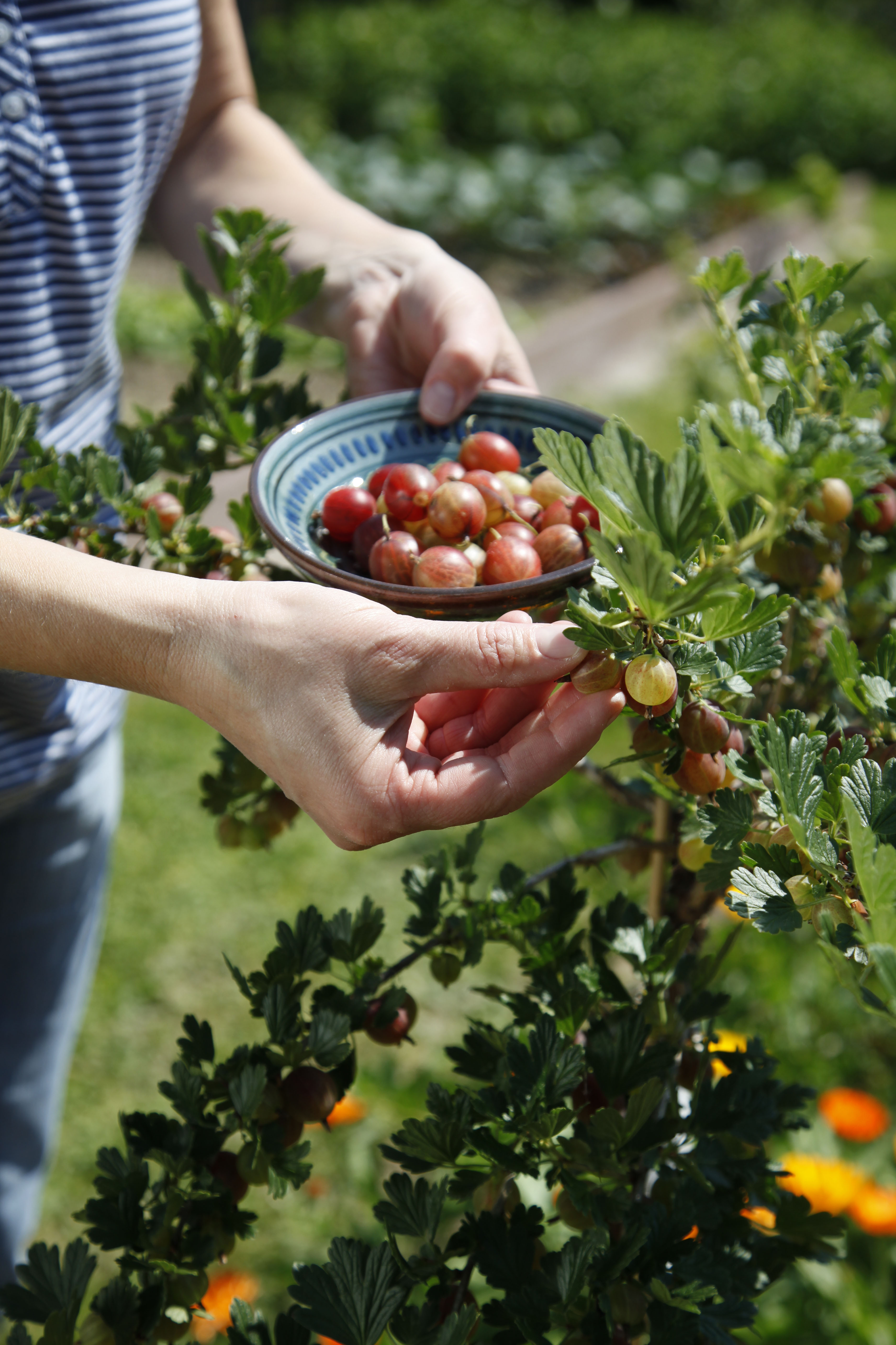 Stachelbeeren – Eigenschaften und Pflanztipps | OBI