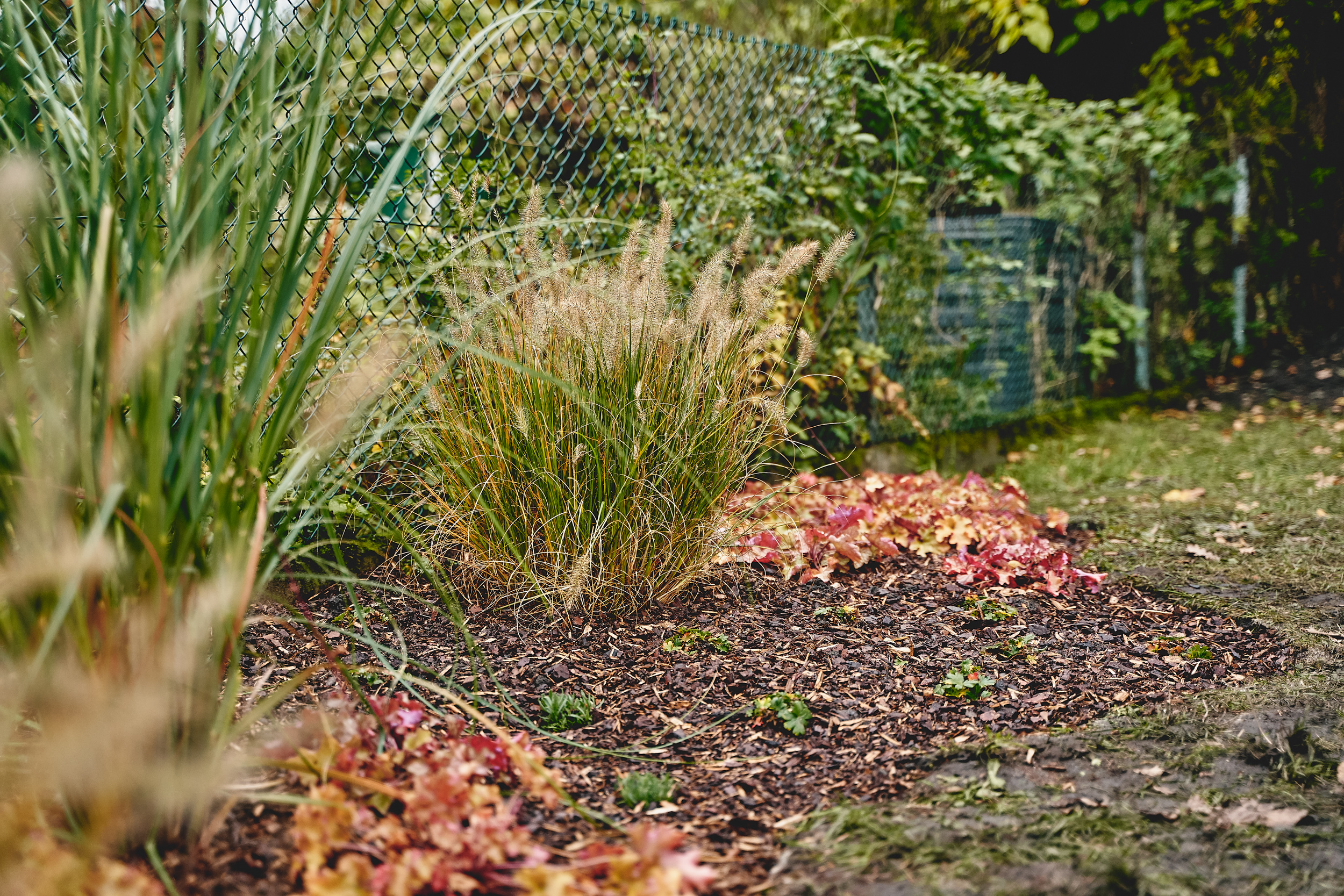 Vše o trvalkách – stanoviště, péče a řez | OBI
