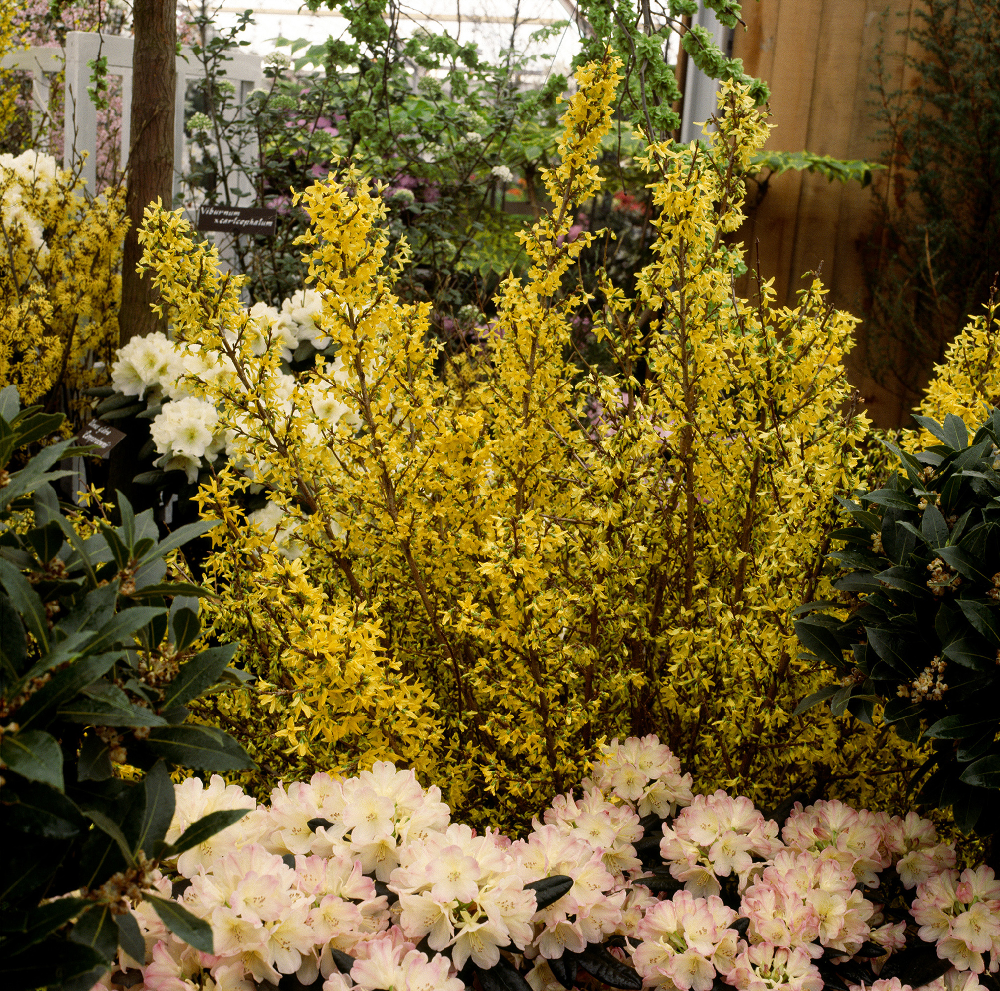 Forsythie: Pflegeleichte Hecken für deinen Garten | OBI