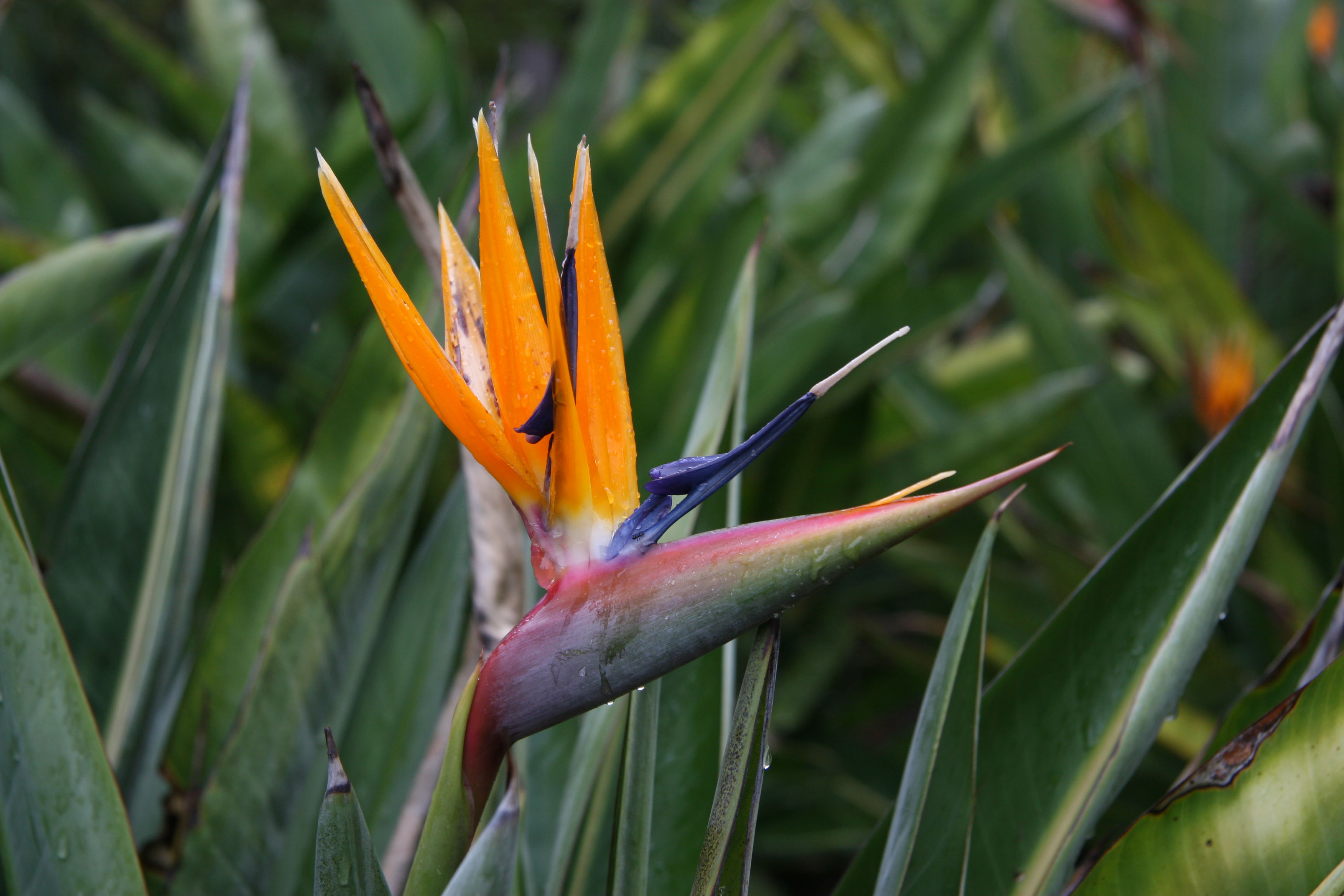 Strelitzie: Wissenswertes, Eigenschaften & Tipps | OBI