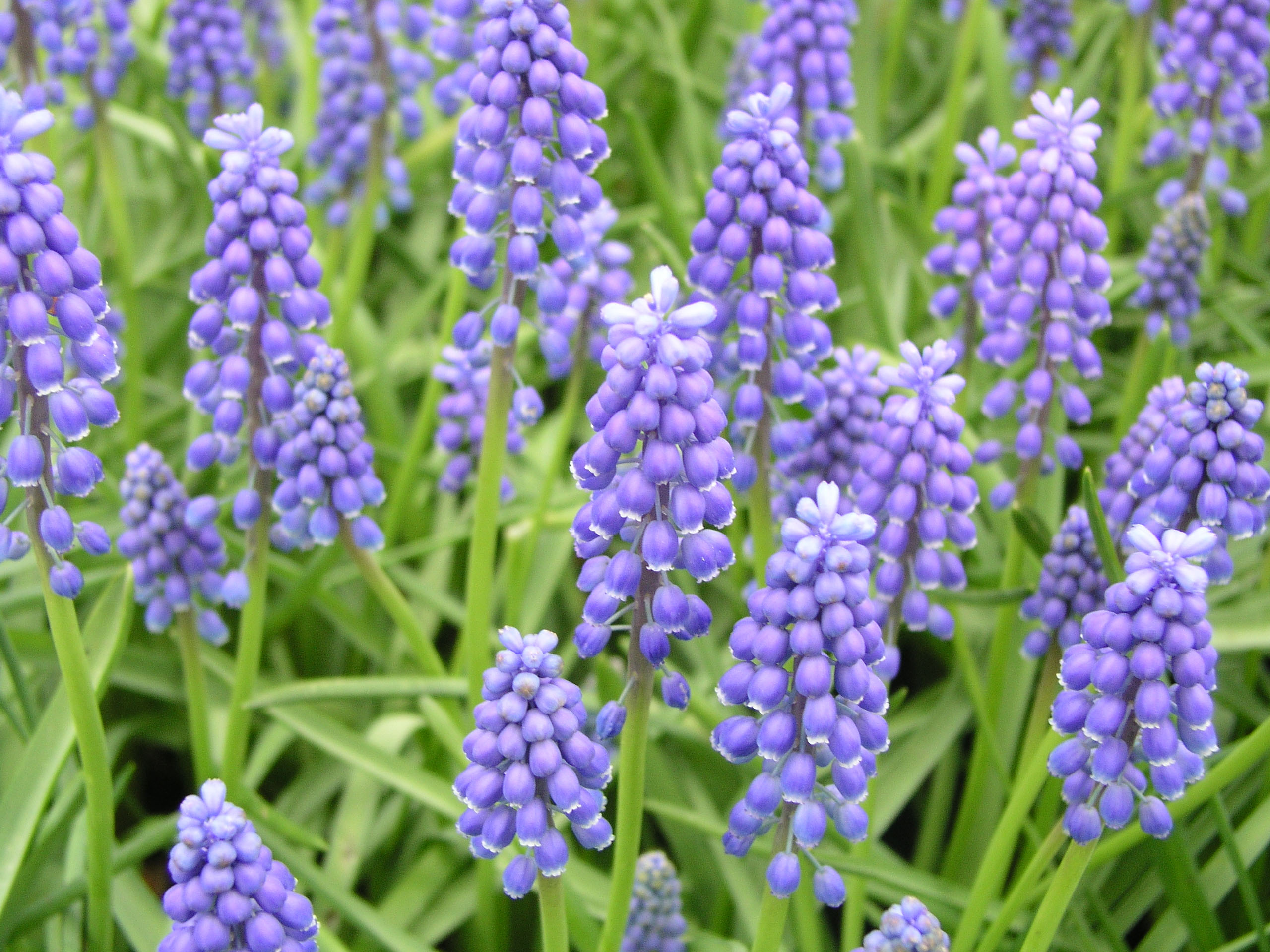 Traubenhyazinthen – Eigenschaften und Pflege | OBI