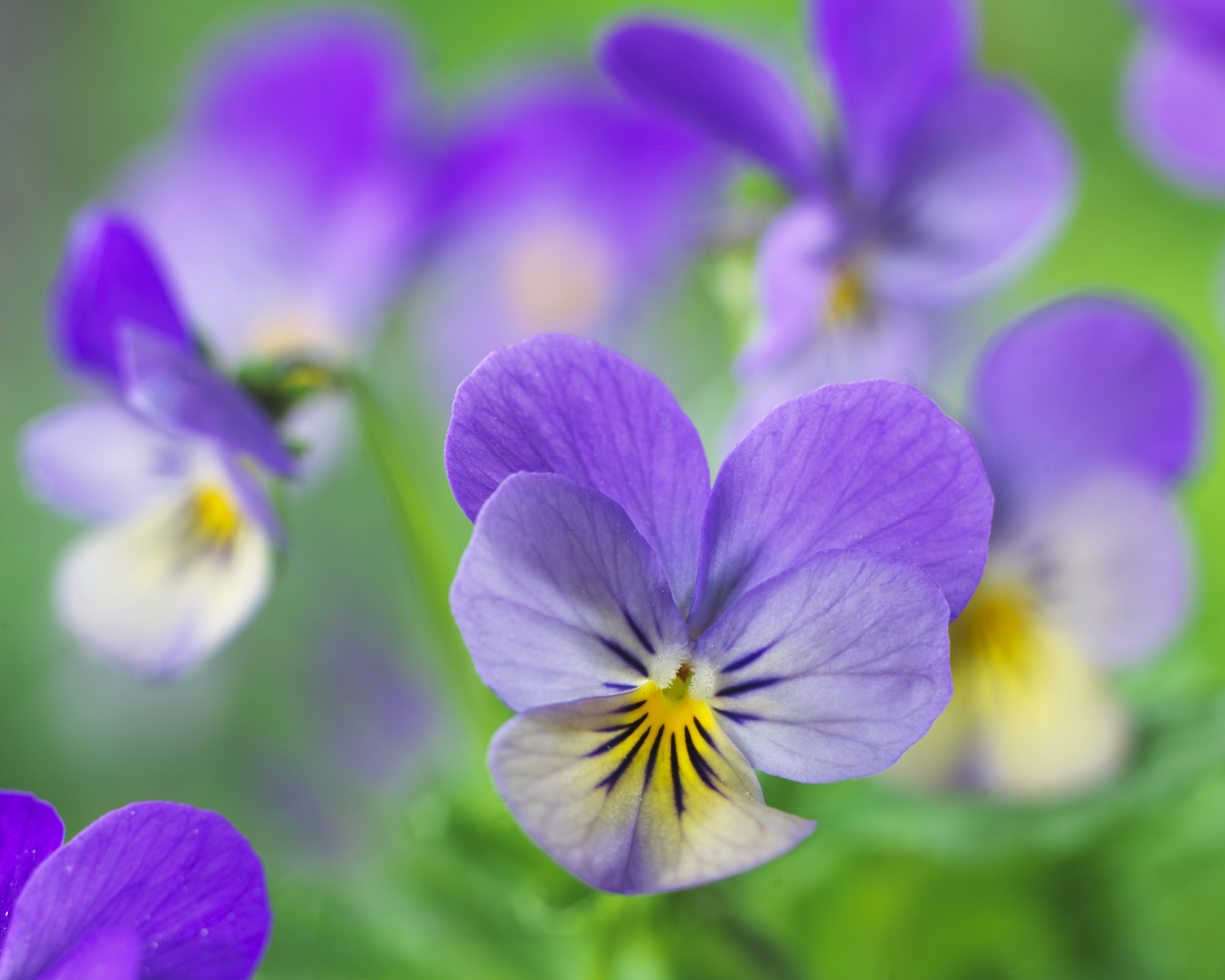 Veilchen – Eigenschaften, Pflanz- und Pflegetipps | OBI