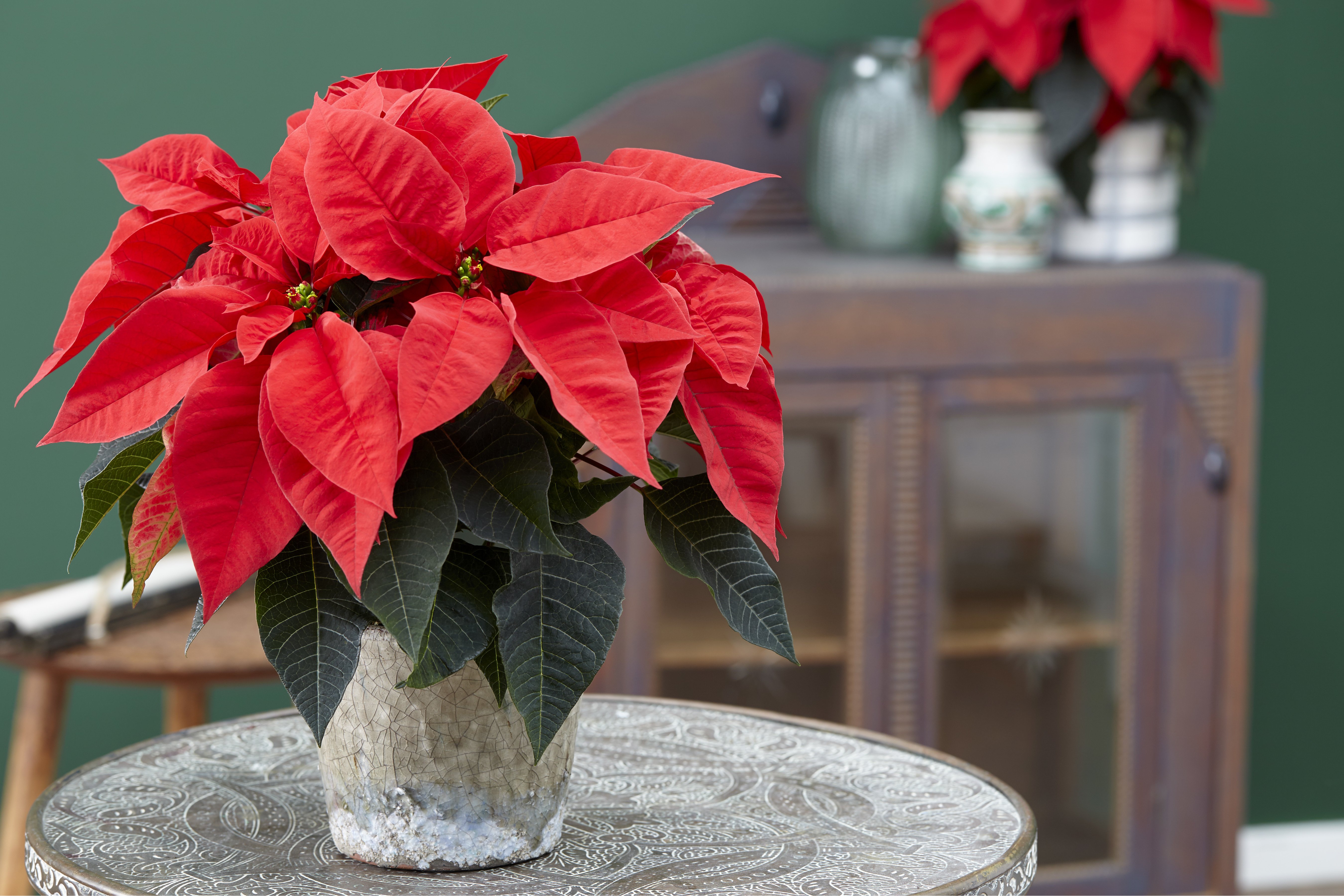 Étoile de Noël - Guide d'entretien de la plante | OBI