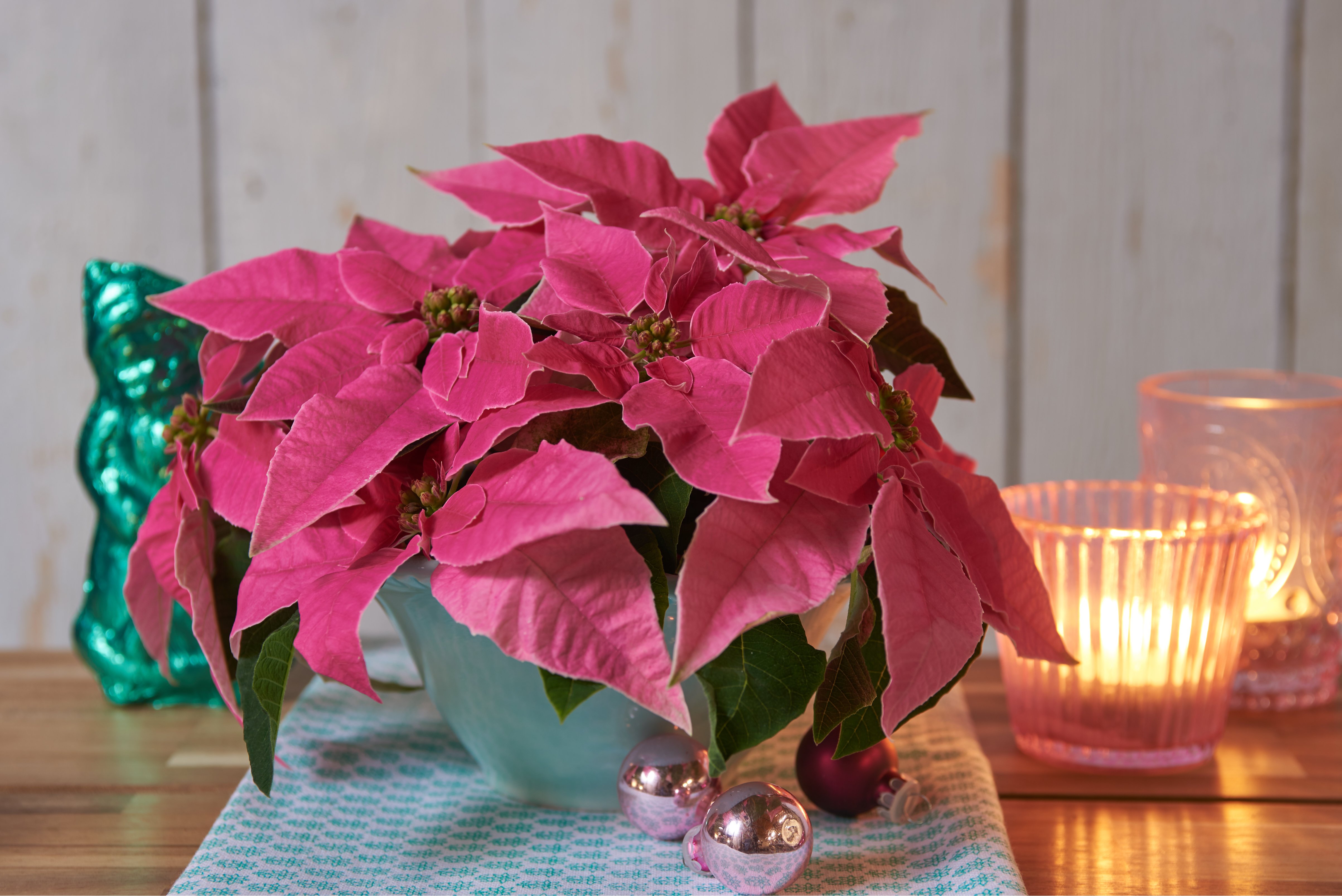 Étoile de Noël - Guide d'entretien de la plante | OBI