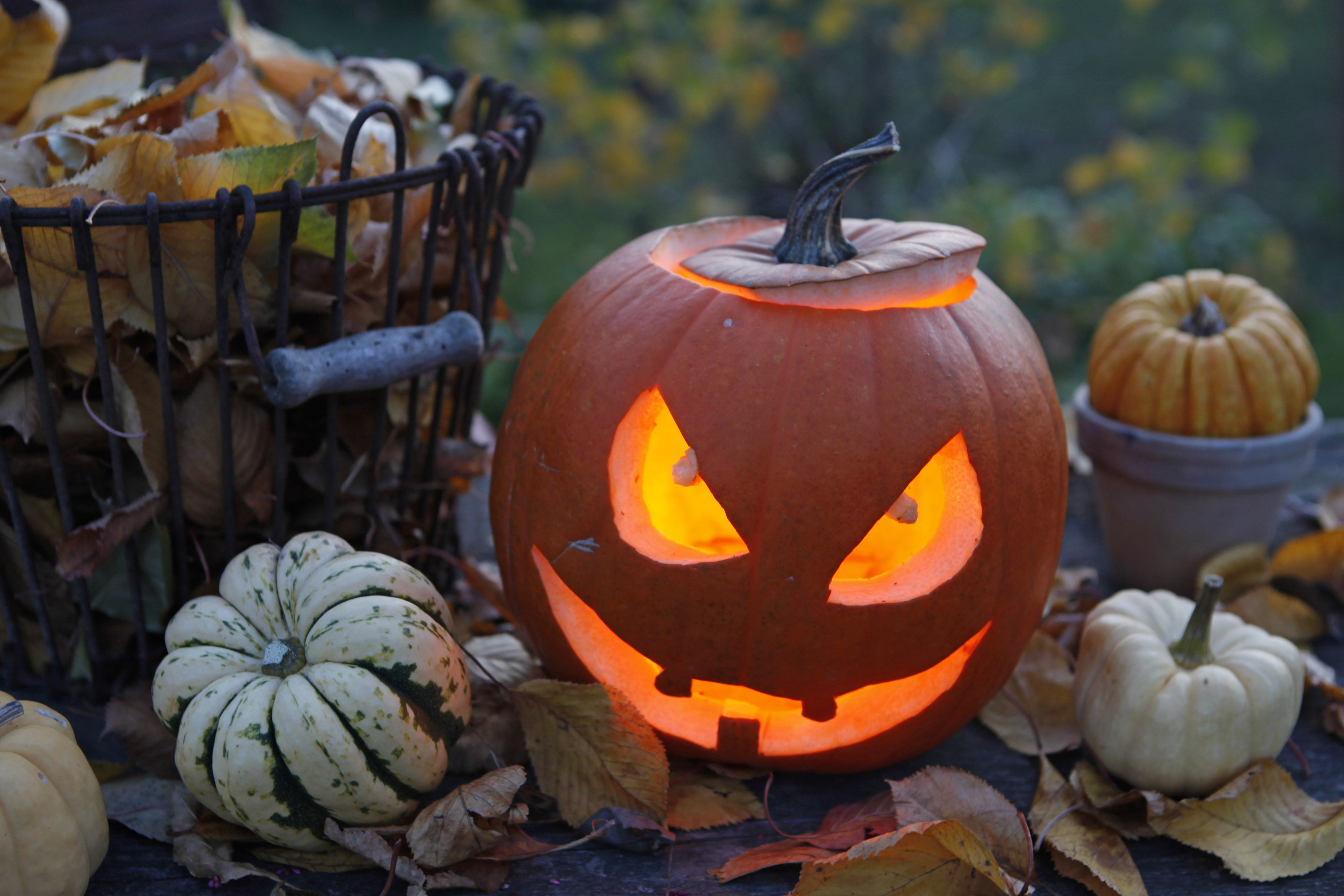 Coloquintes – aperçu de leurs caractéristiques et conseils | OBI