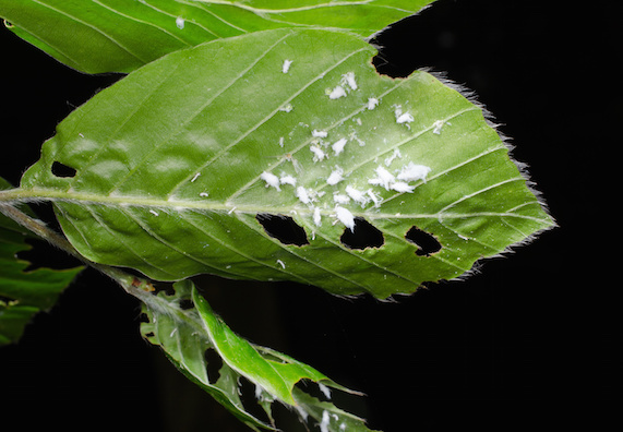 Bien entretenir les plantes d’intérieur – Guide et conseils | OBI