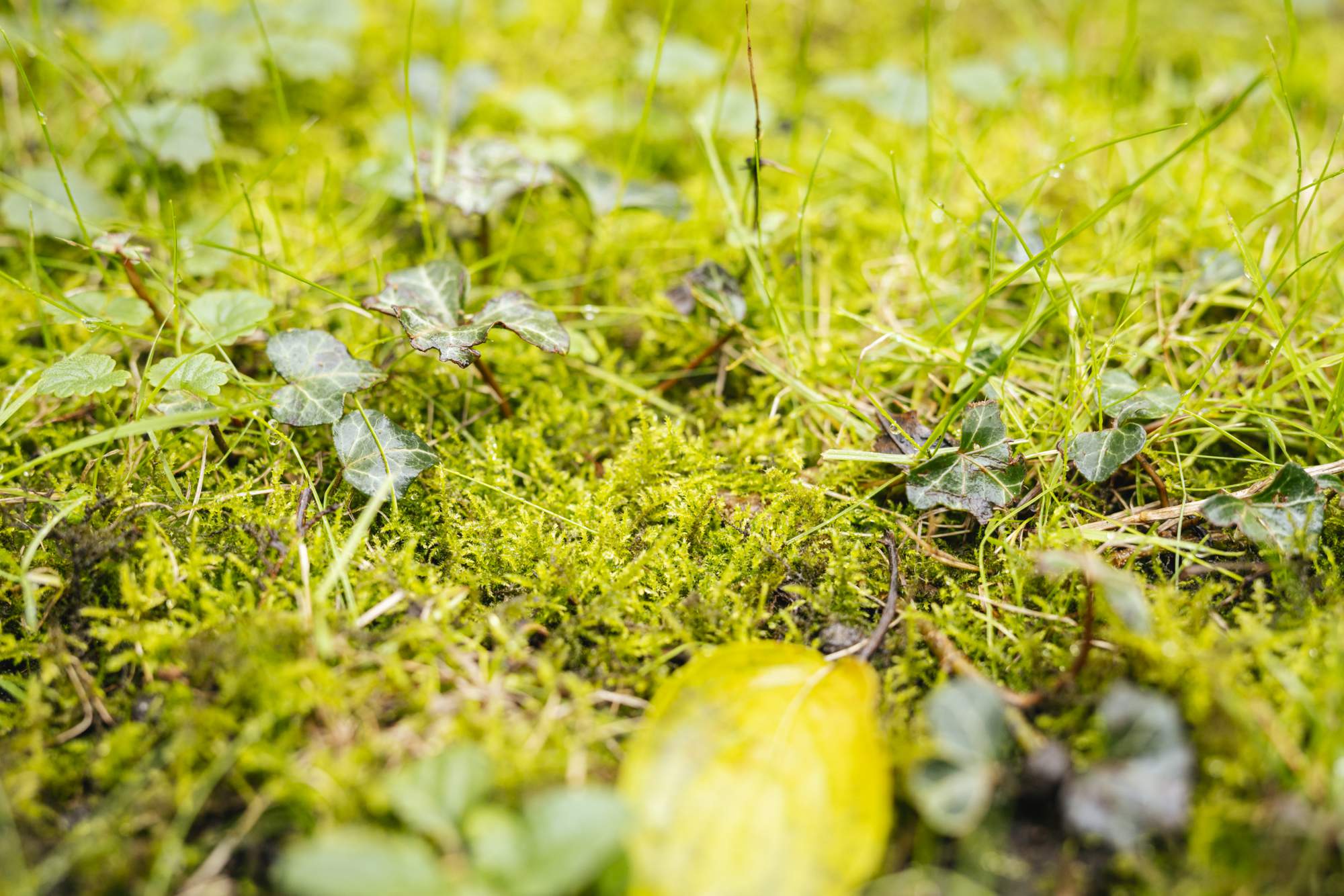 Tipps für deinen Frühlingsrasen – Tipps & Tricks | OBI