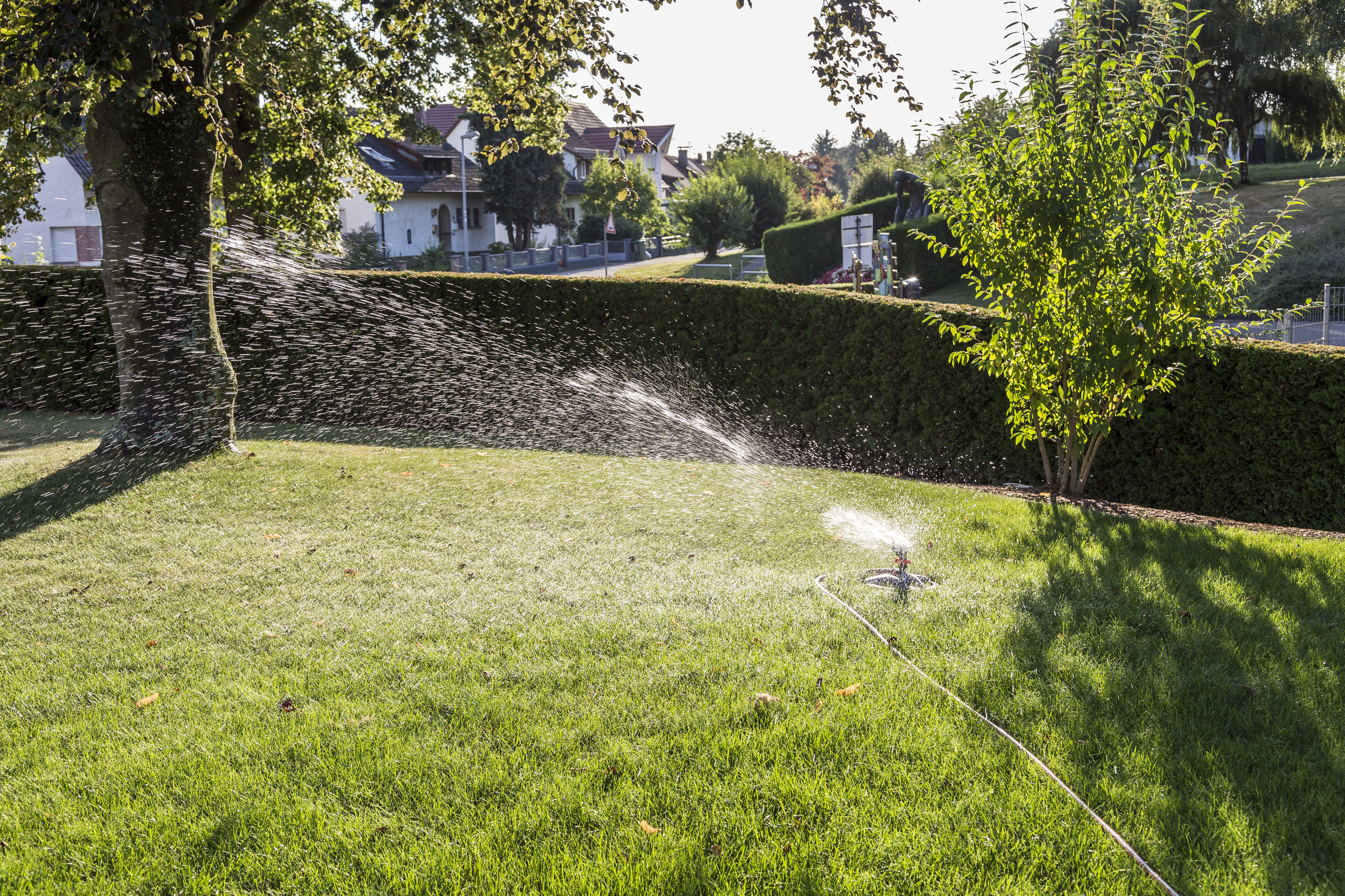 Grasmilben – Ratgeber und Tipps zur Bekämpfung | OBI