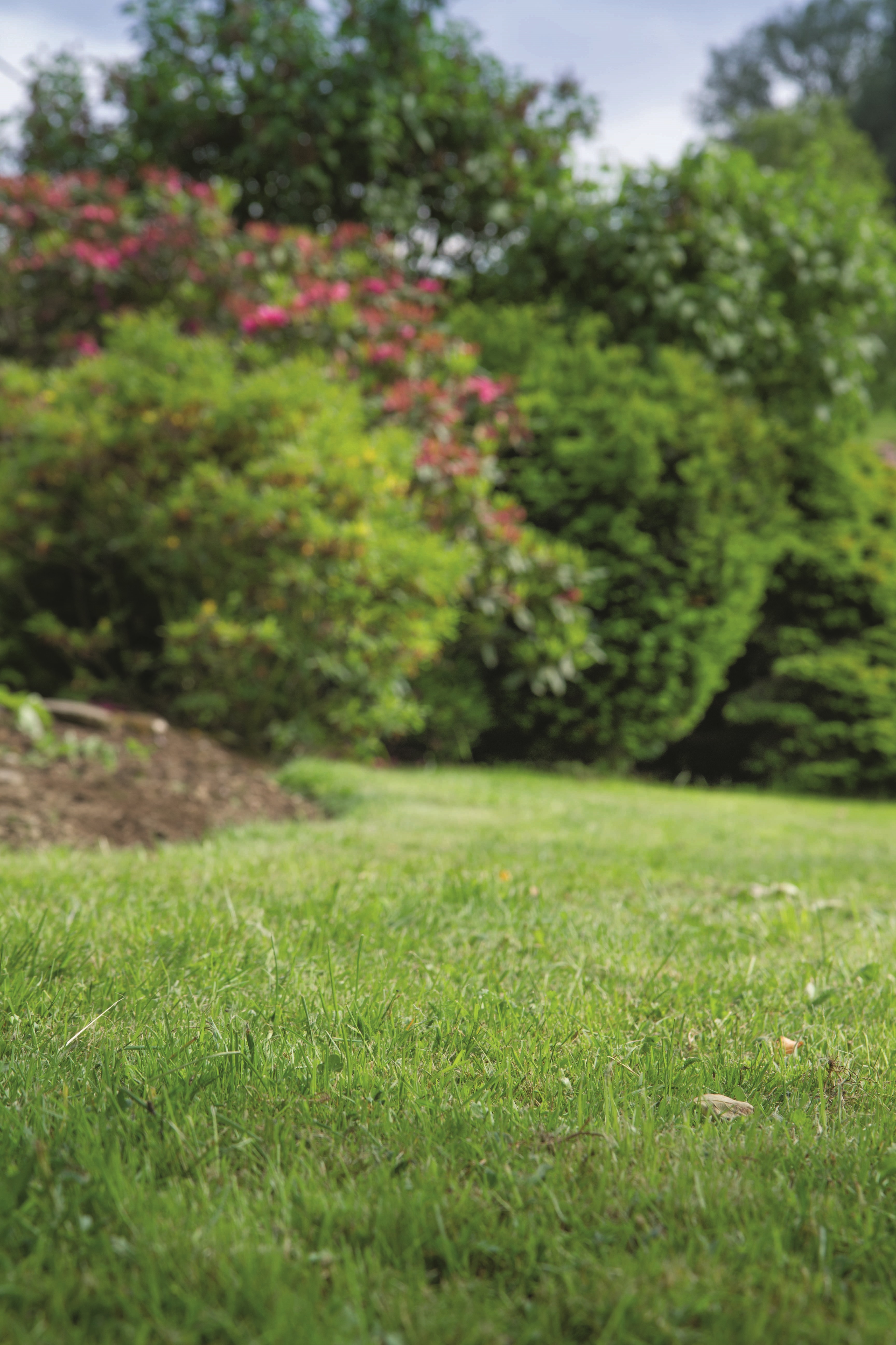 Tipps für deinen Frühlingsrasen – Tipps & Tricks | OBI