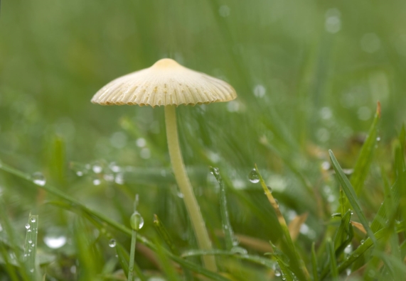 Oprava trávnika – príručka a užitočné tipy | OBI