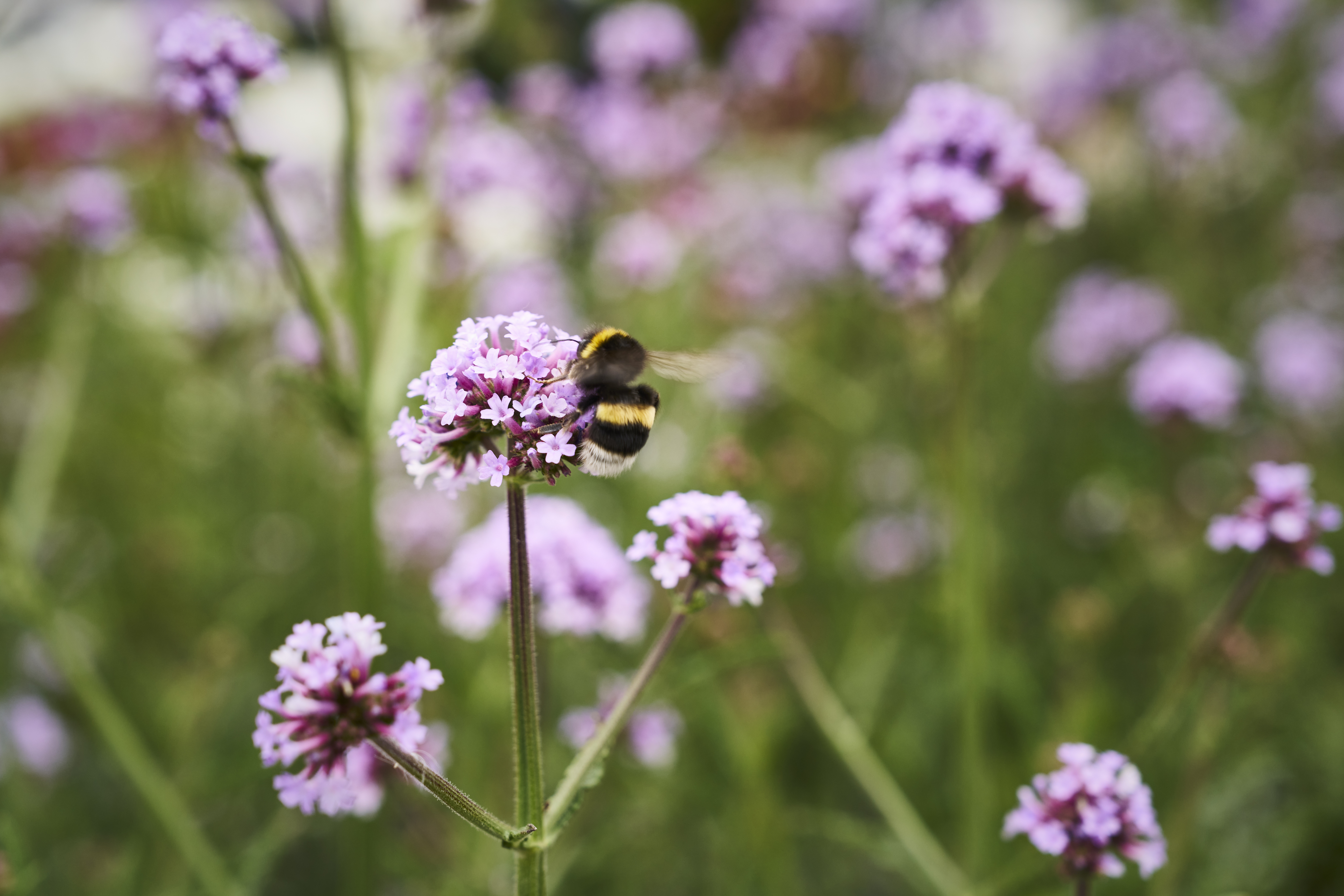 Sustainability | OBI