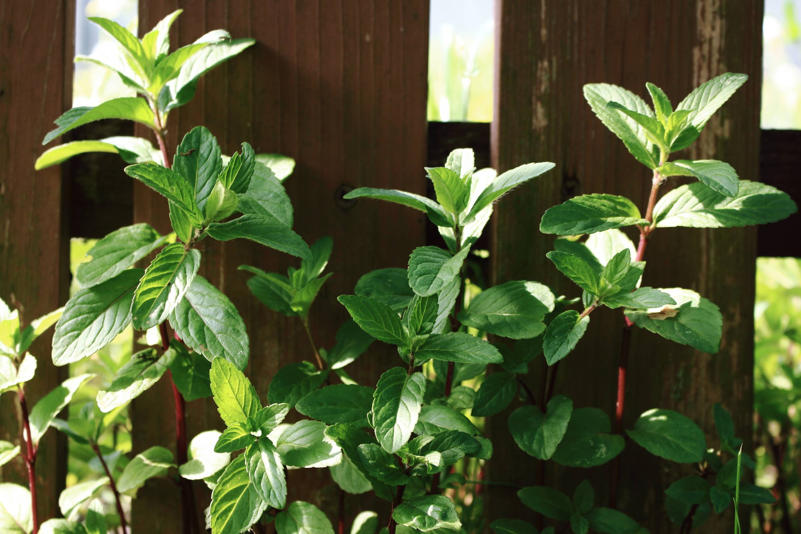 Mięta – rodzaje i uprawa. Jak sadzić i pielęgnować miętę? | OBI