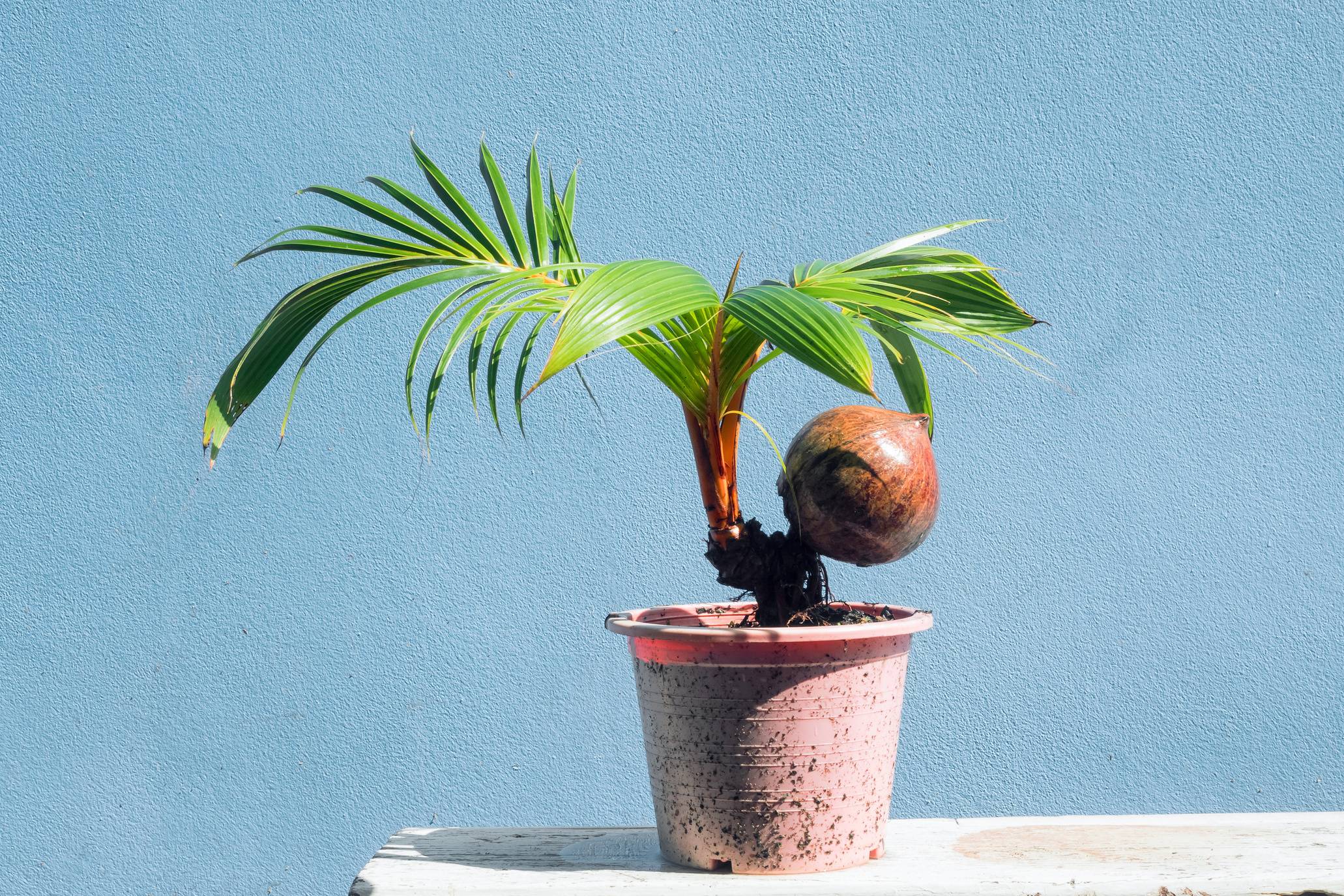 Palma kokosowa w domu – jak uprawiać cocos nucifera? | OBI