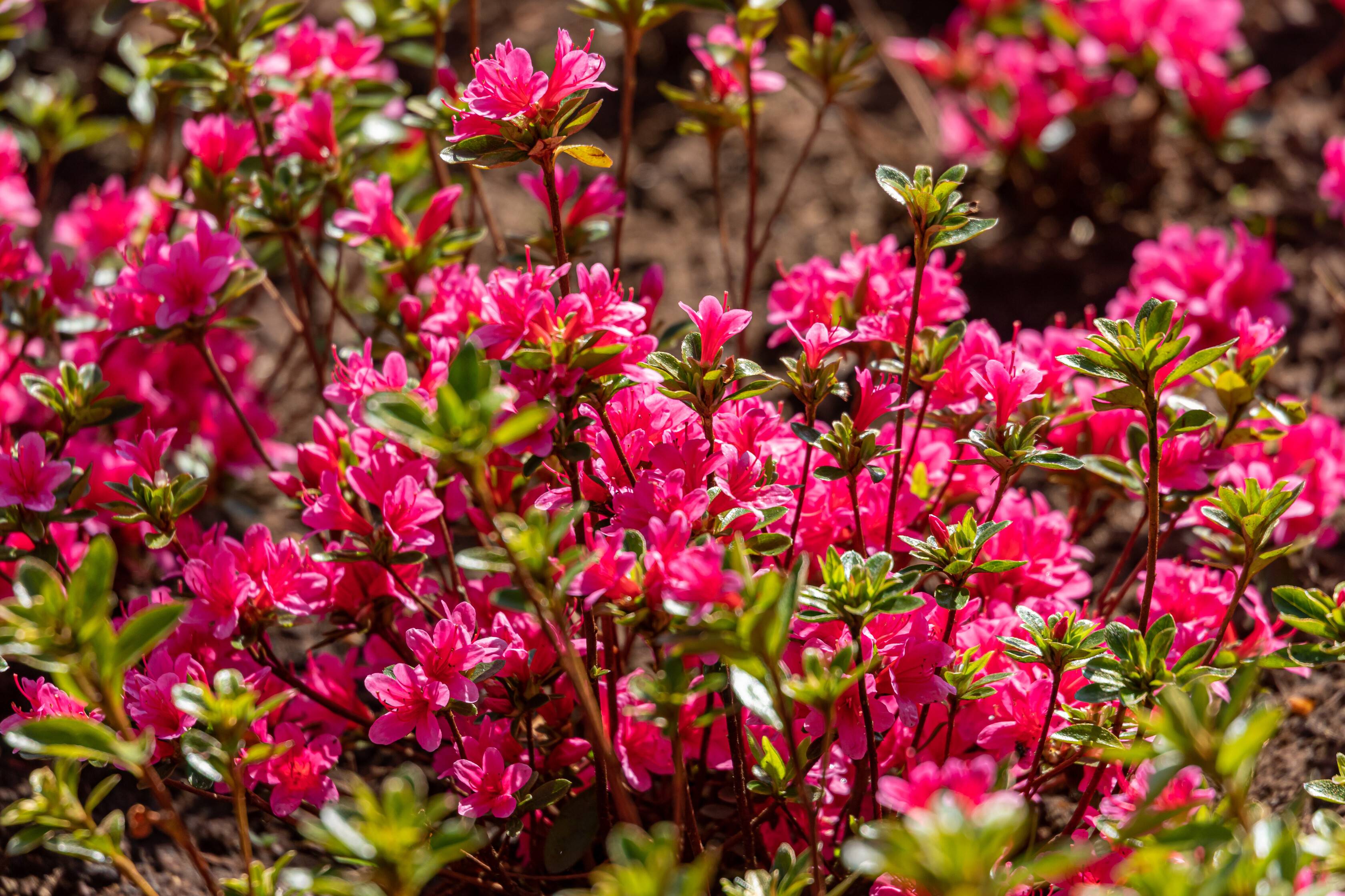 Rododendrony – uprawa różaneczników i azalii | OBI