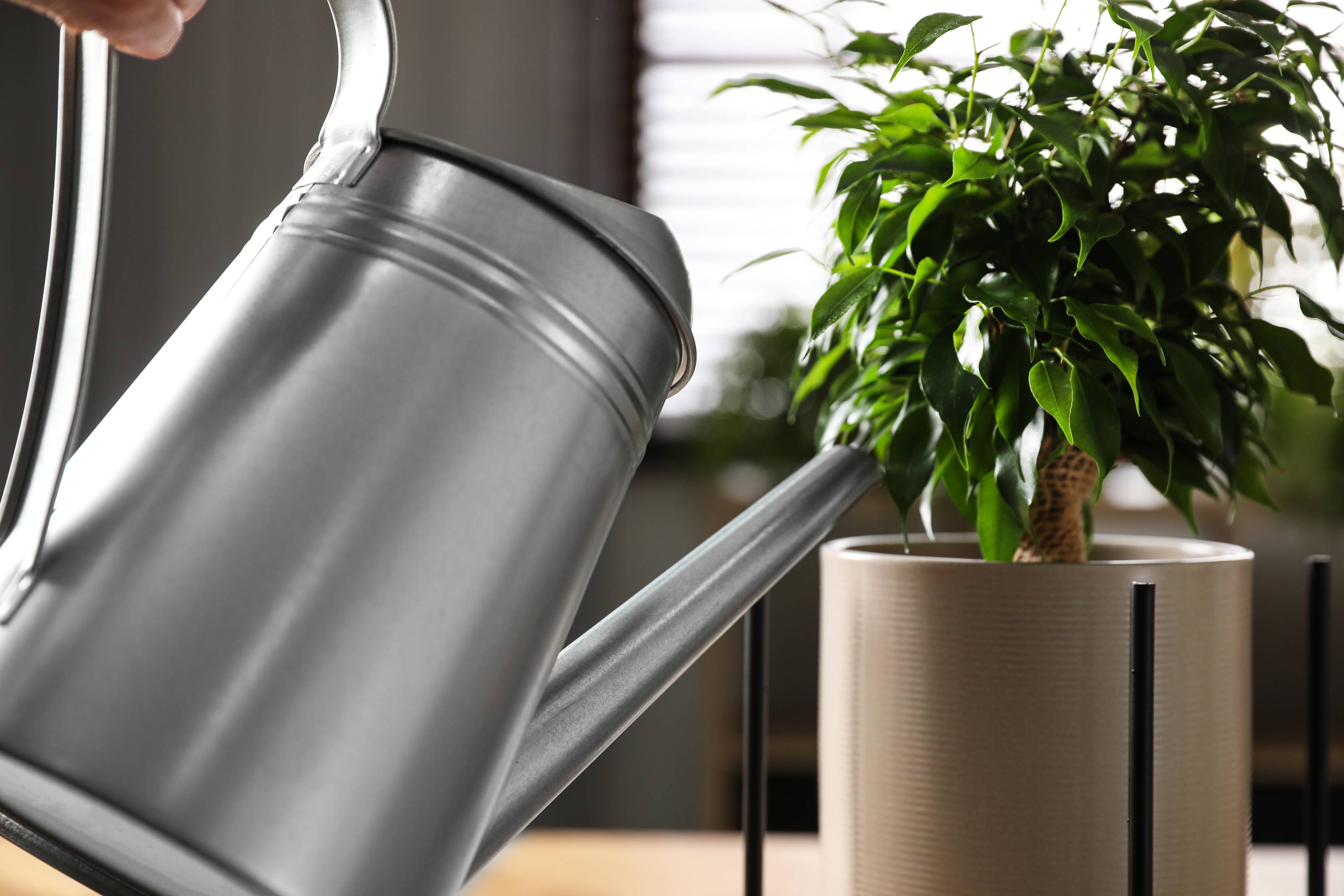 Fikus benjamina – wygląd, wymagania i uprawa w domu | OBI