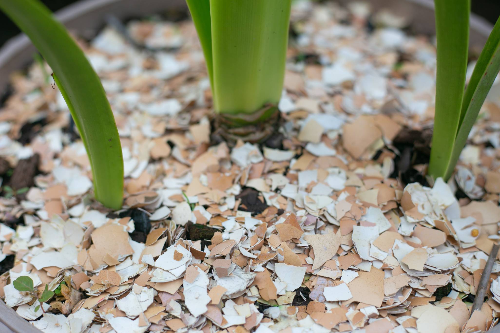 Nawóz ze skorupek jaj – jakie rośliny lubią skorupki od jajek? | OBI