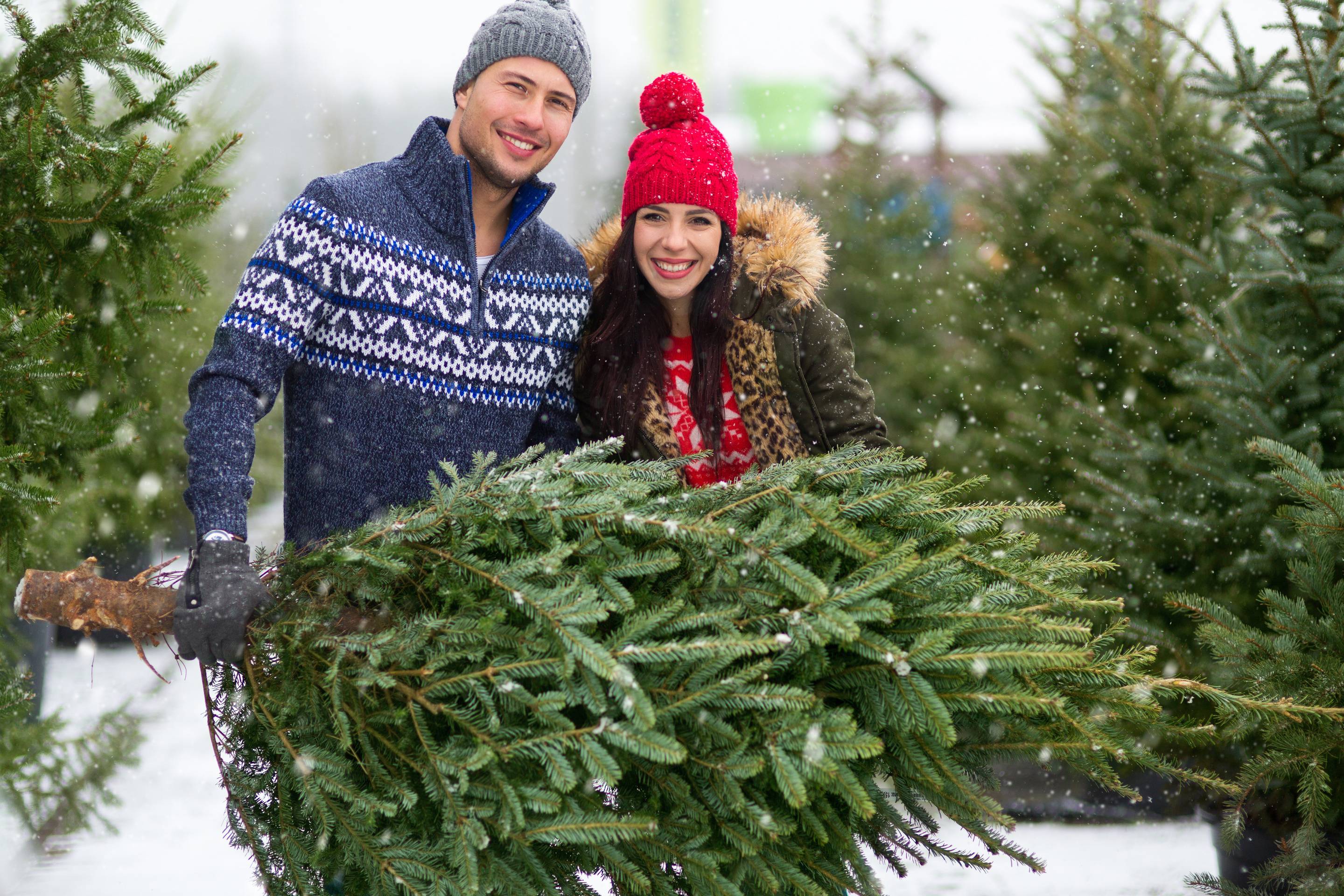Choinka na pniu, cięta czy w doniczce? Poznaj inspiracje od OBI