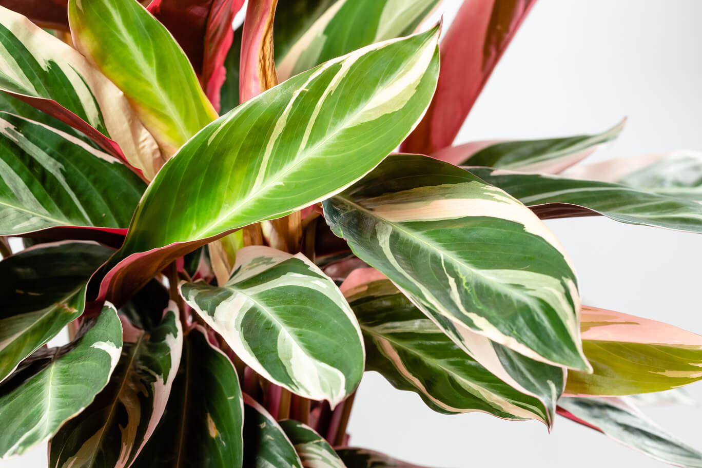 Uprawa i pielęgnacja Calathea | Leksykon roślin OBI