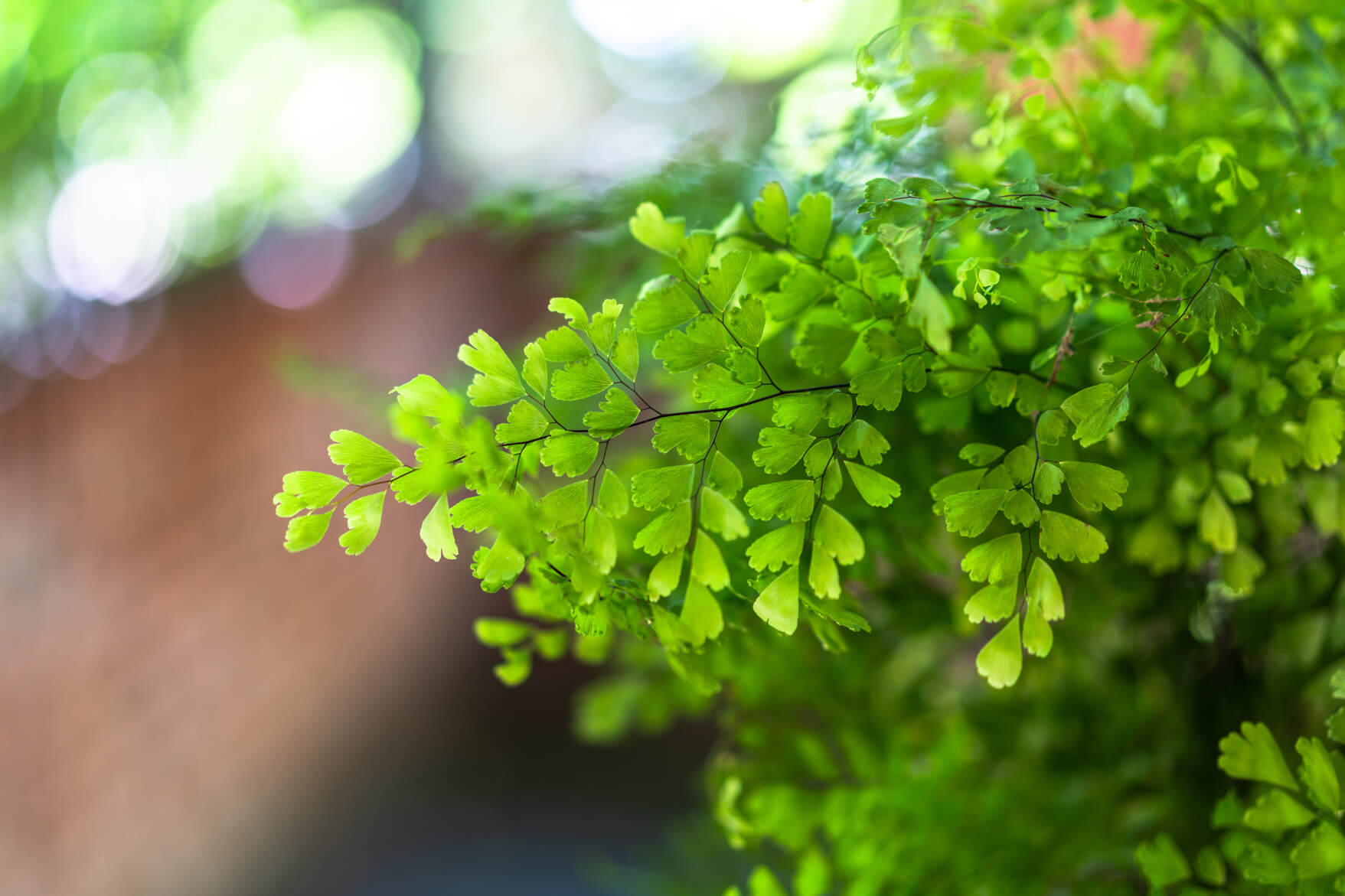 Poznaj rodzaje paproci domowej| Leksykon roślin OBI