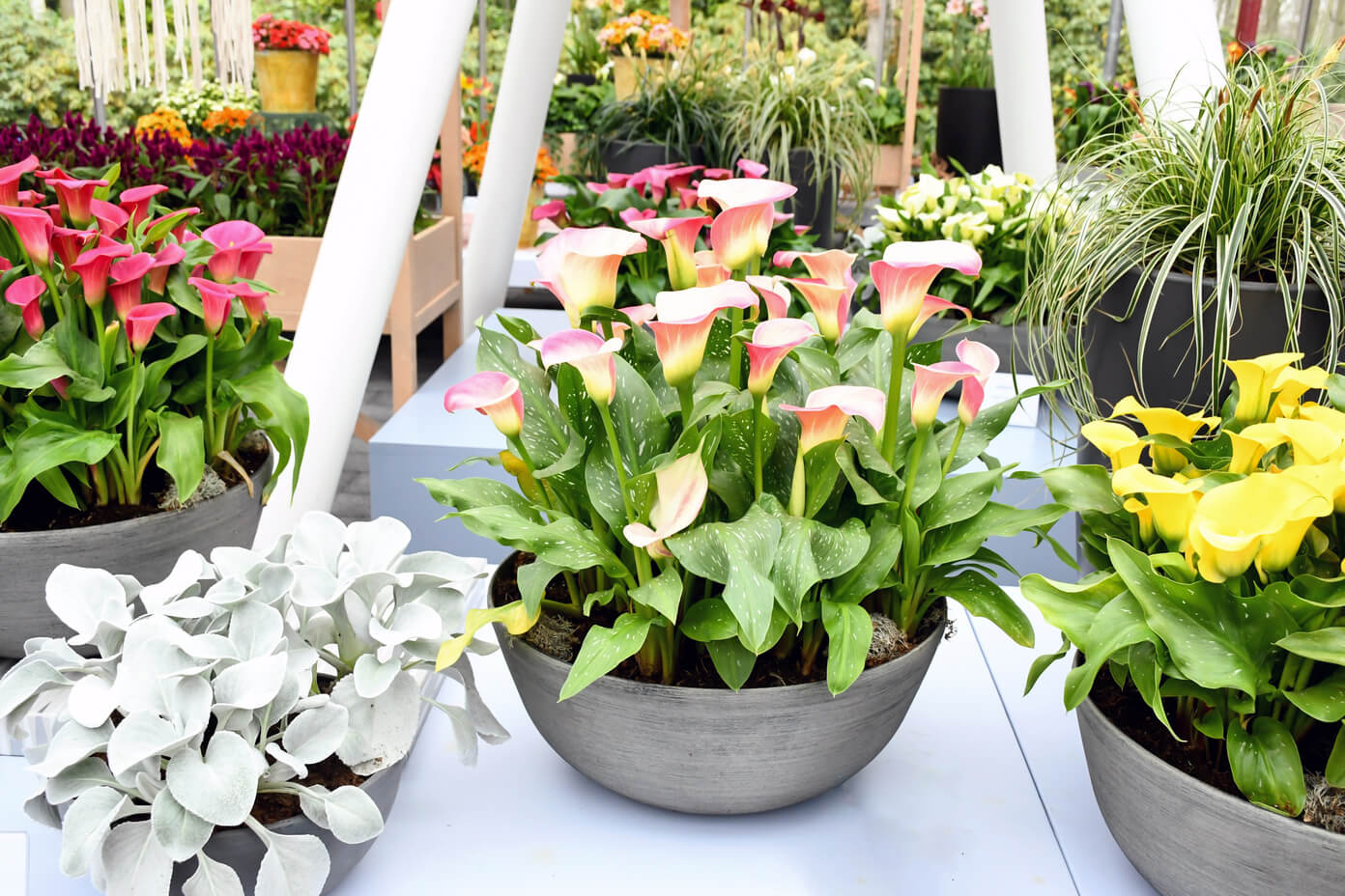 Jak pielęgnować kalie? Kompletny poradnik OBI