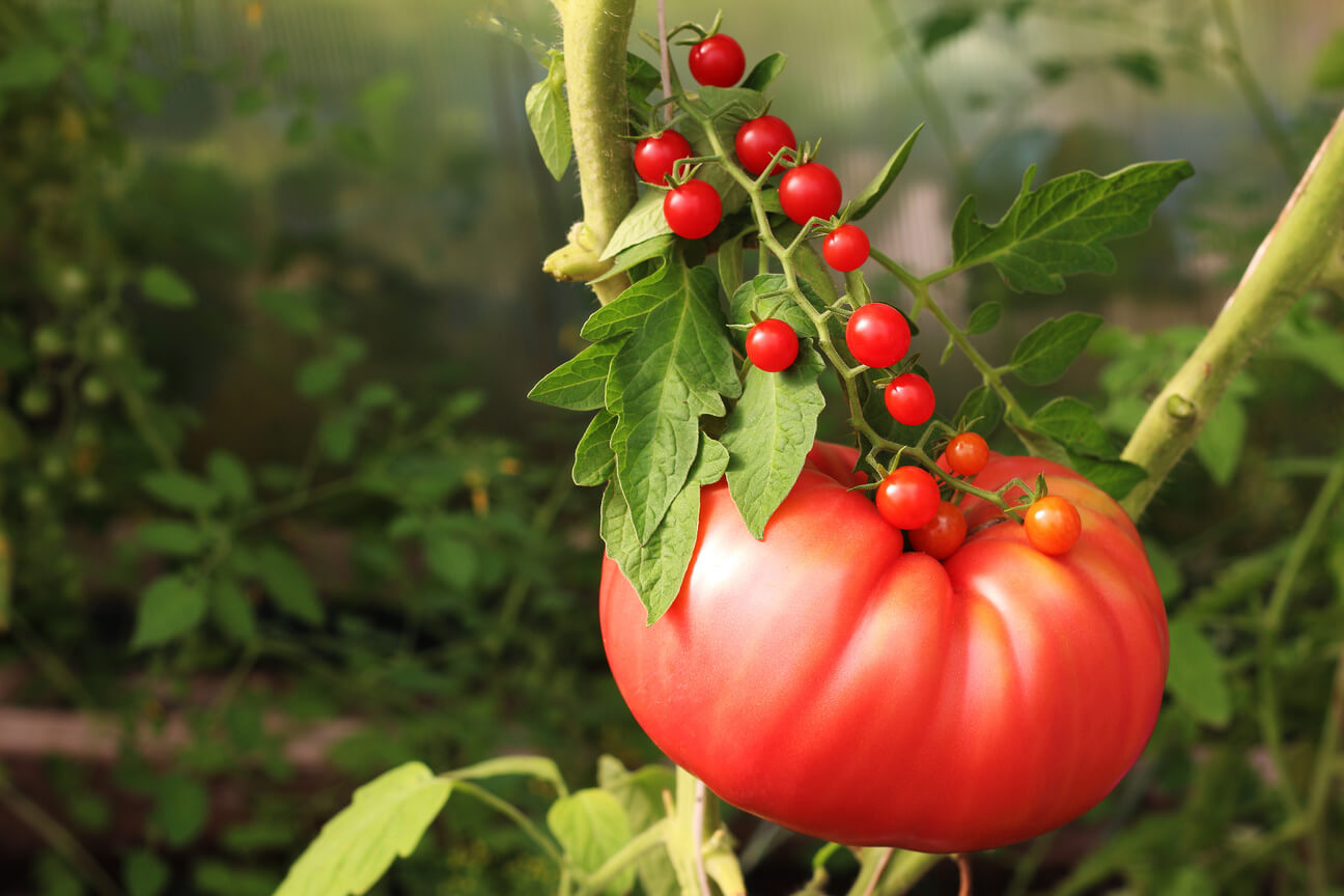 Wielki przewodnik po odmianach pomidorów | OBI