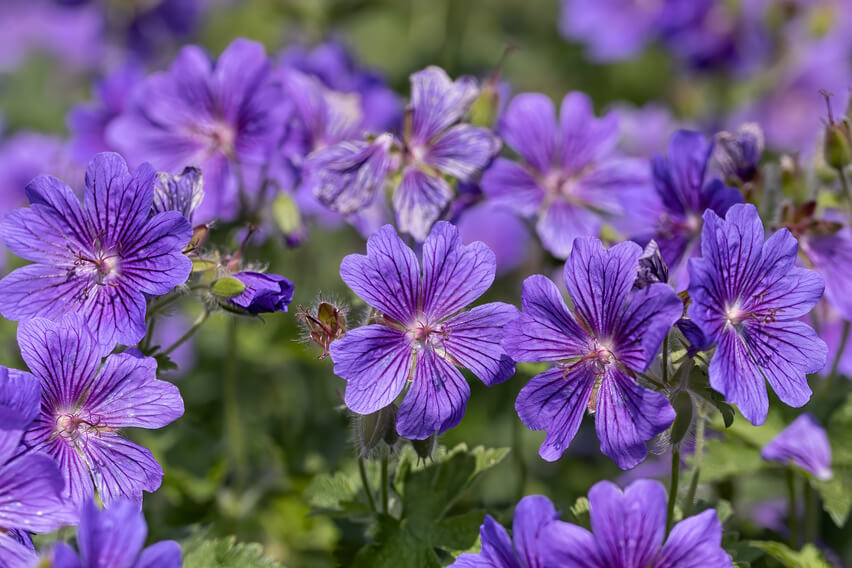 Bodziszek – pielęgnacja, odmiany i właściwości | Poradnik OBI