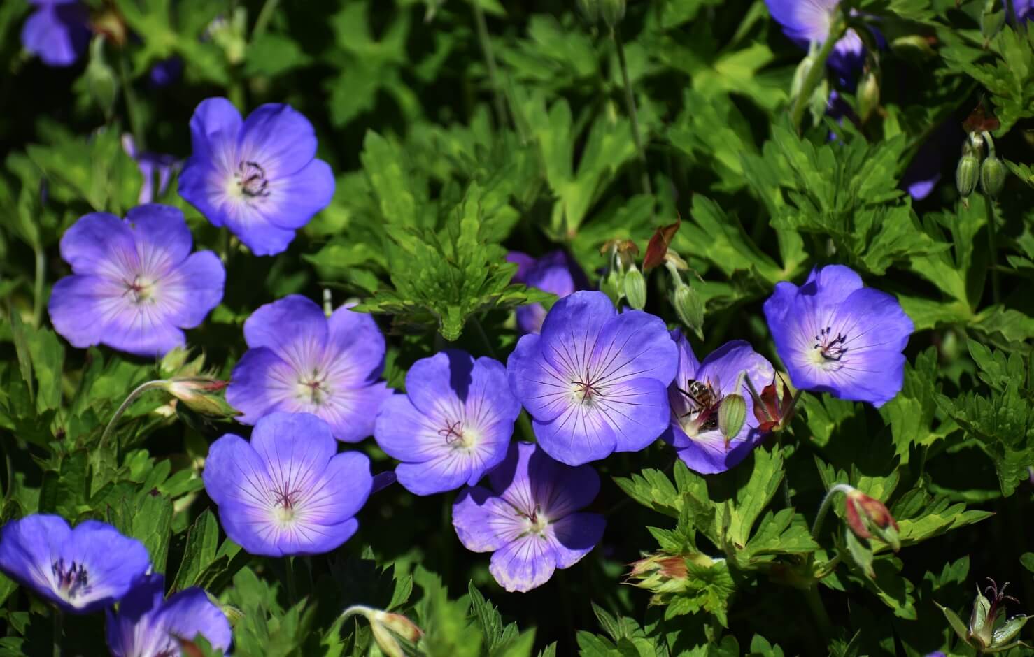 Bodziszek – pielęgnacja, odmiany i właściwości | Poradnik OBI