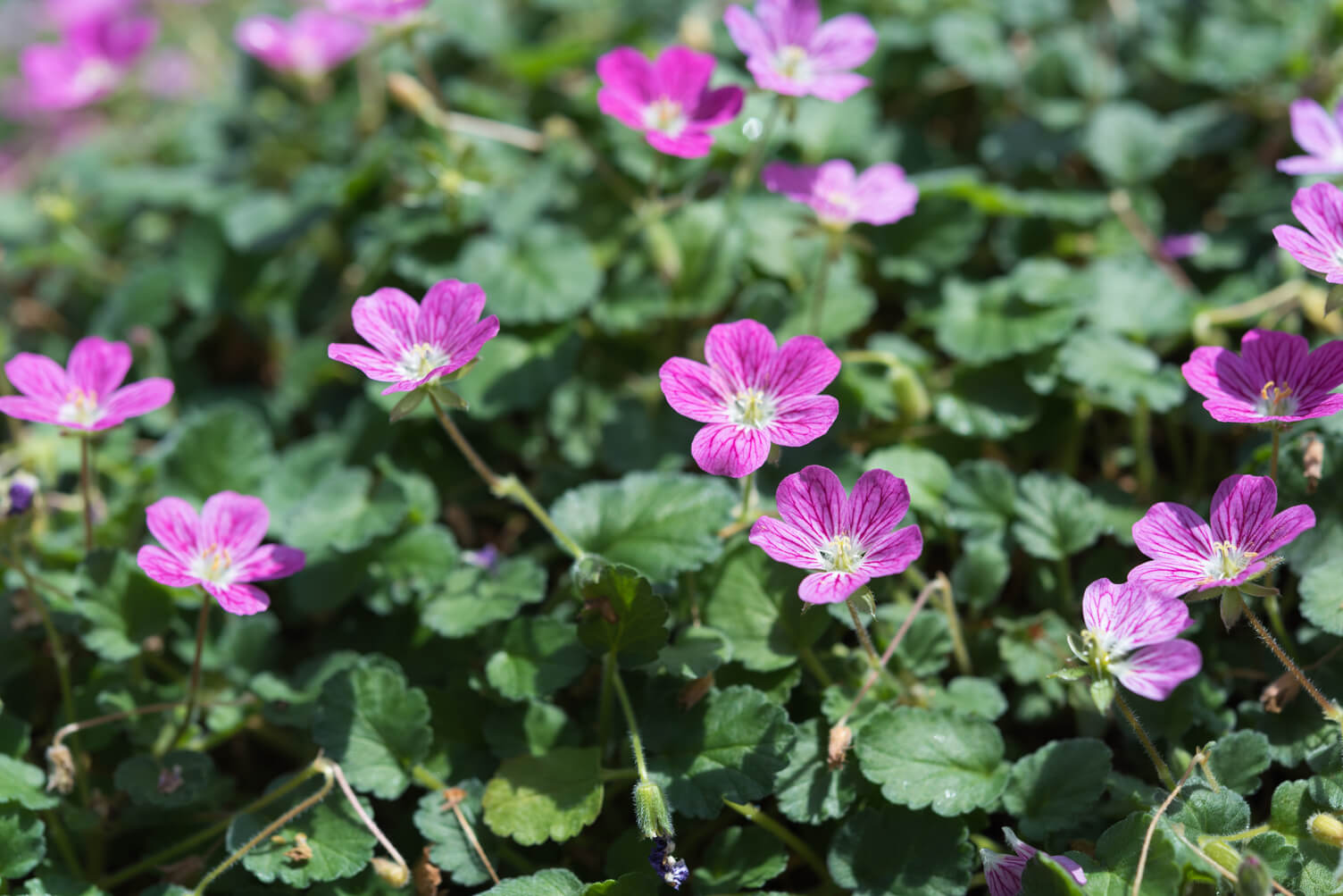 Bodziszek – pielęgnacja, odmiany i właściwości | Poradnik OBI