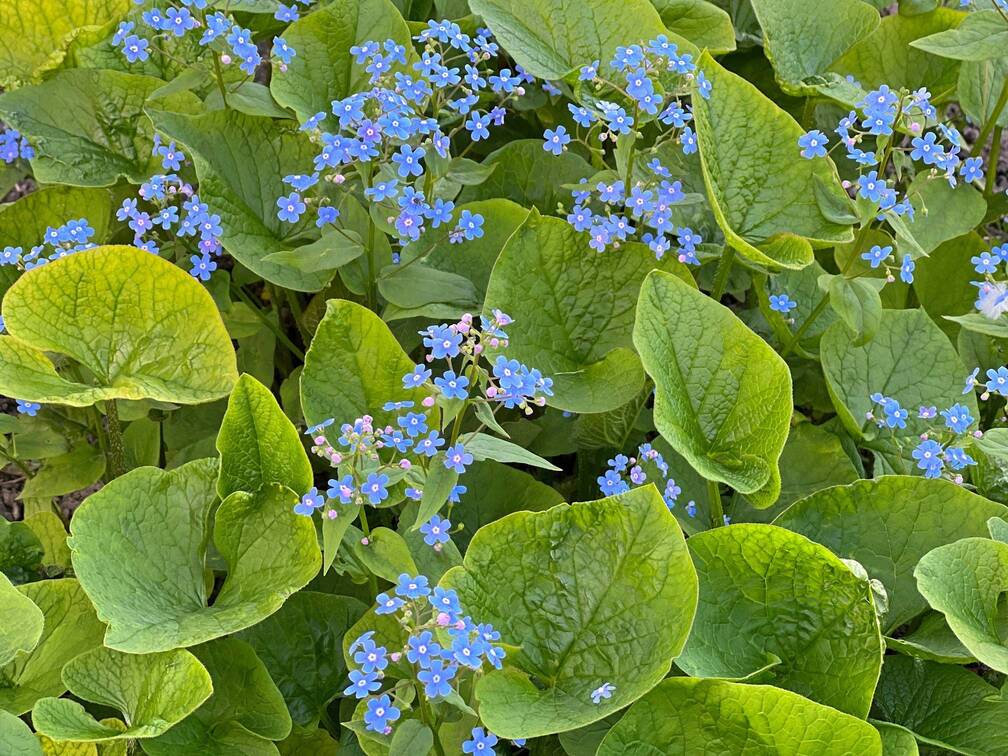 Brunera wielkolistna odmiany i uprawa | Poradnik roślin OBI