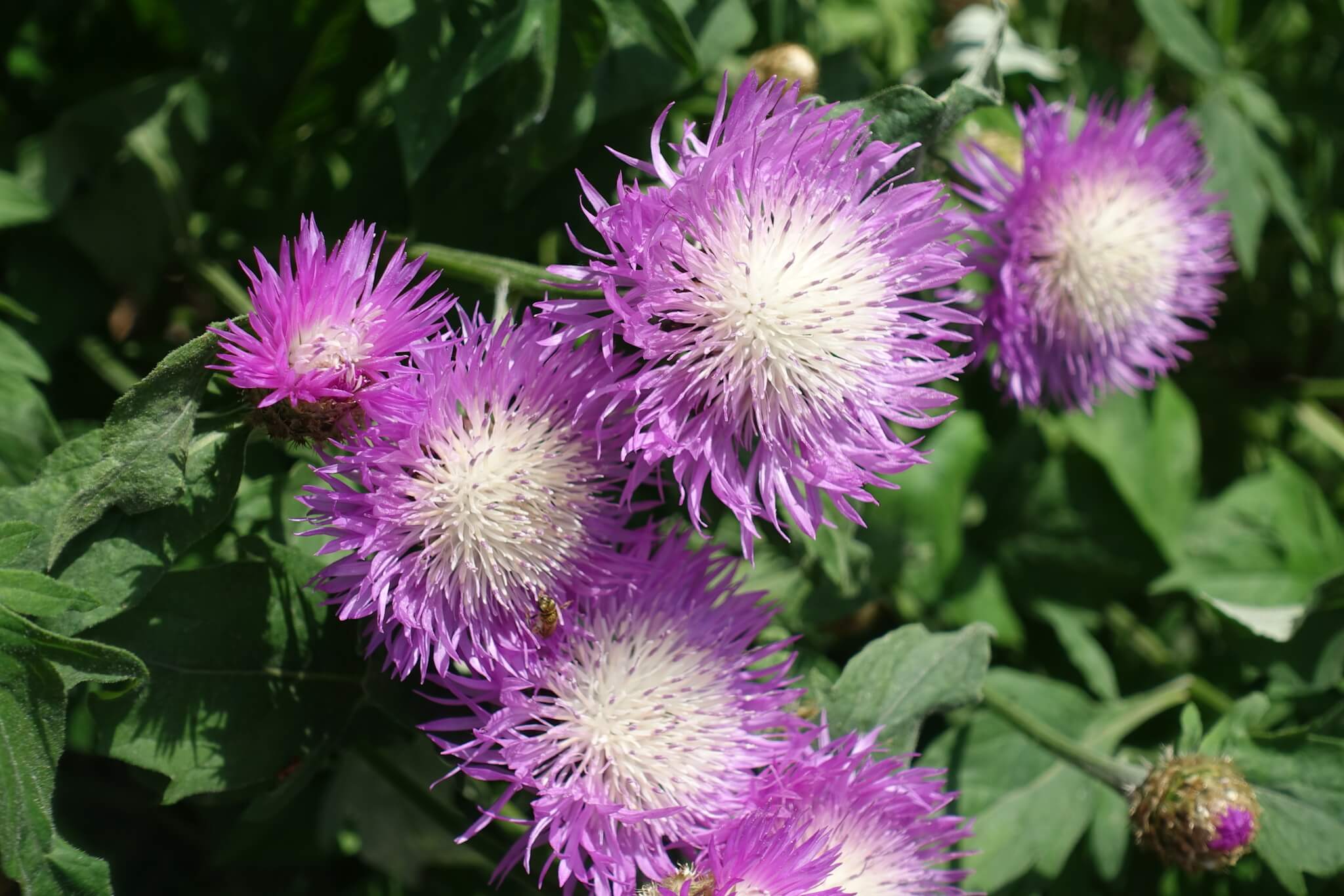 Chaber biały – uprawa i pielęgnacja | OBI