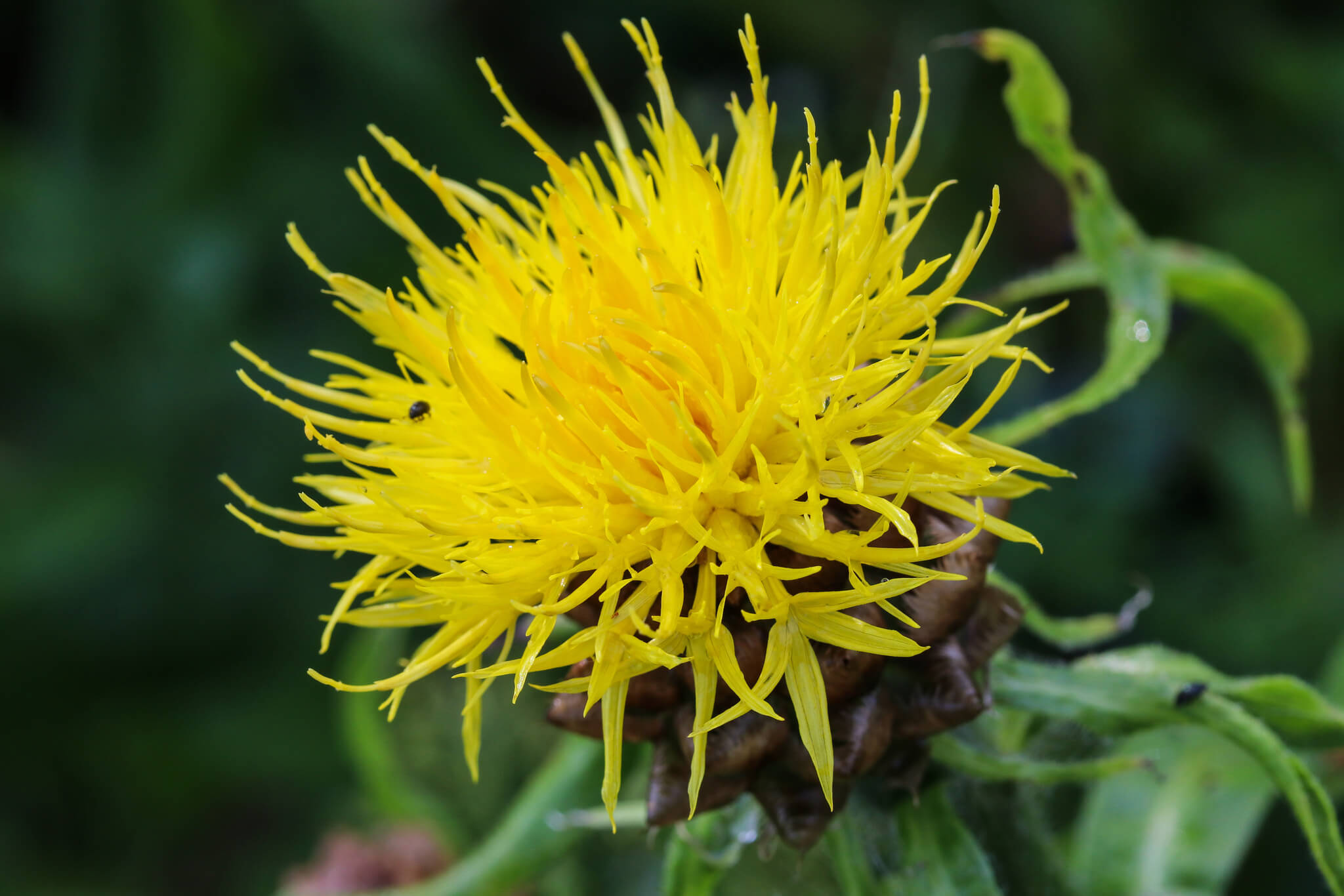 Chaber wielkogłówkowy – uprawa, sadzenie i pielęgnacja | OBI