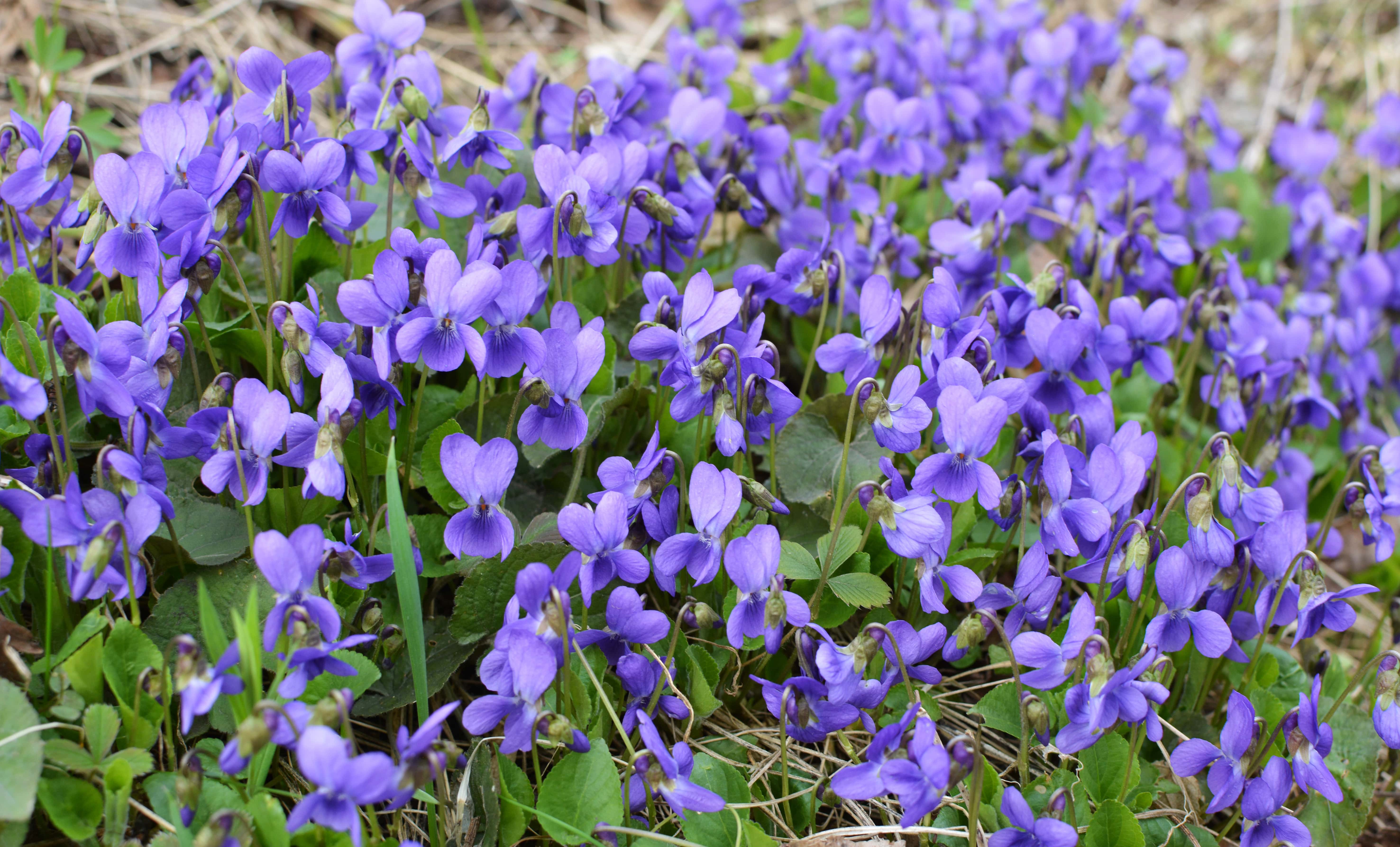 Fiołek wonny – właściwości i uprawa | Poradnik OBI