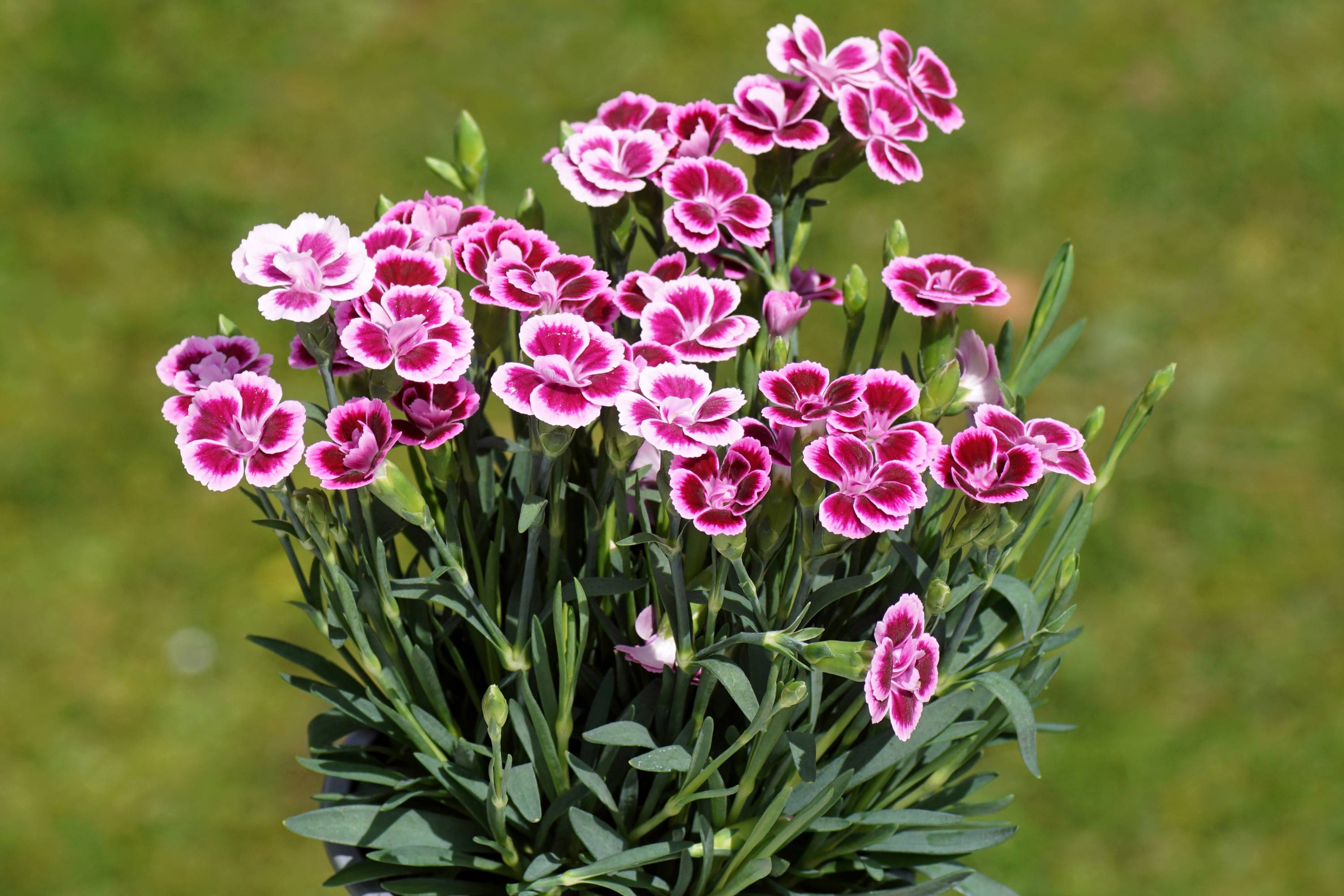 Goździk ogrodowy (Dianthus caryophyllus) – opis. Kiedy sadzić goździki ...