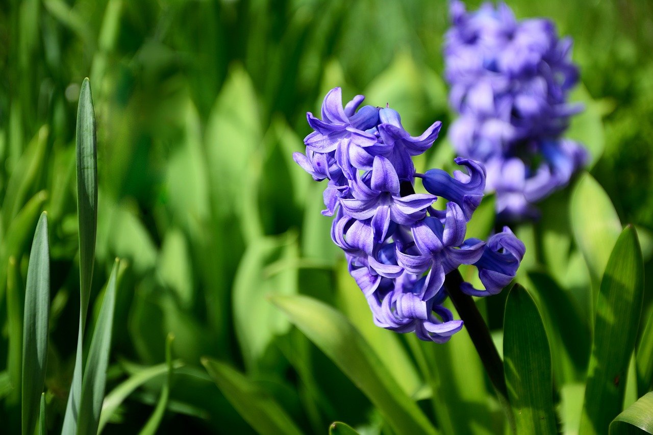 Hiacynt w doniczce i w ogrodzie – jak o niego dbać? | OBI