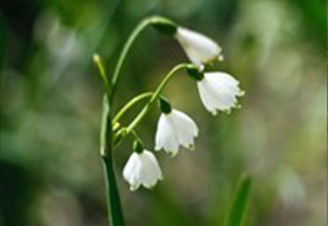 Śnieżyca wiosenna (Leucojum vernym) – Encyklopedia roślin OBI