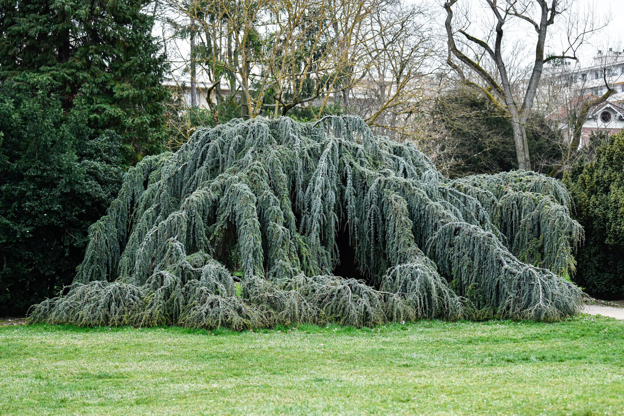 Poznaj odmiany żywotnika Thuja L. | Leksykon roślin OBI