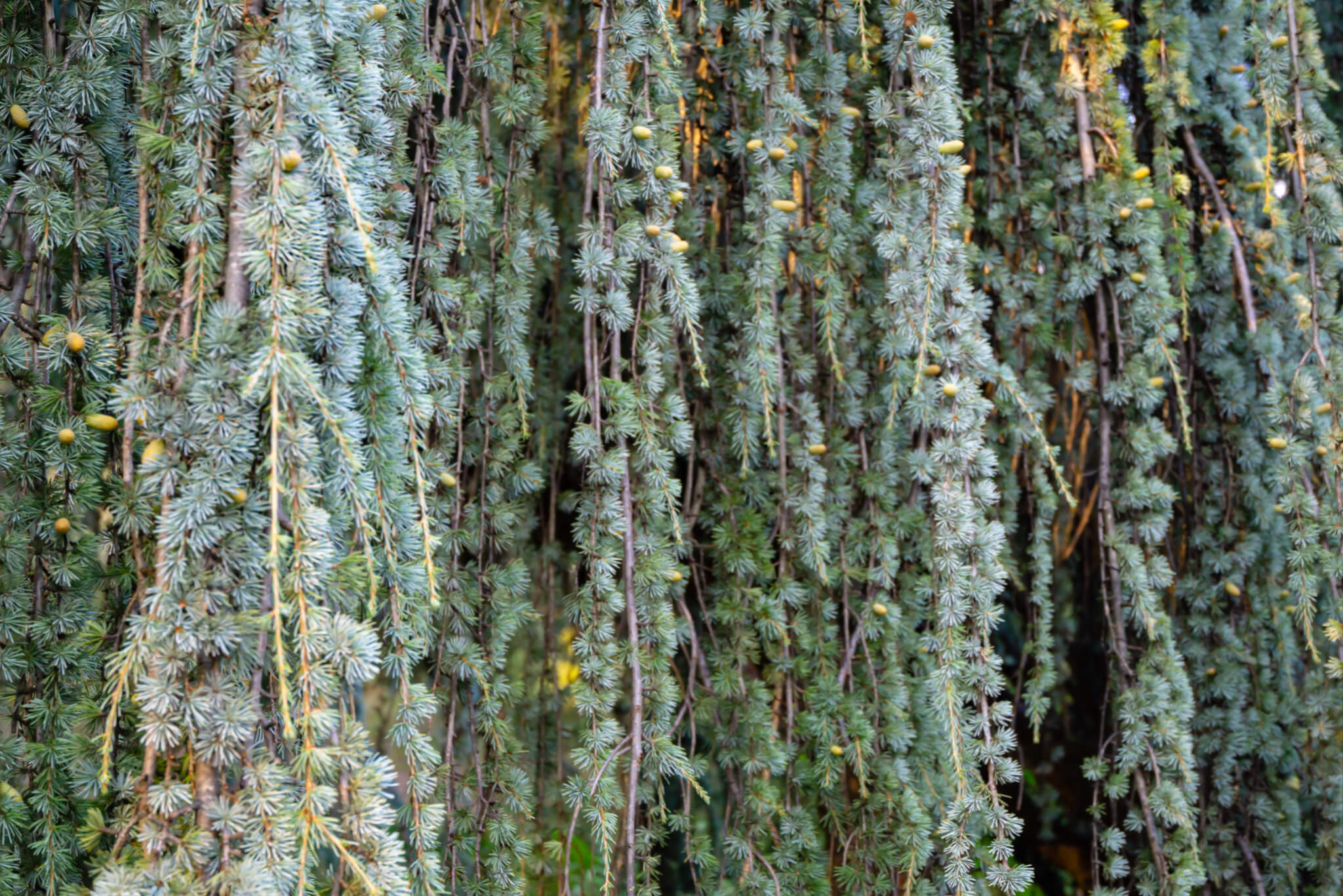 Cedr atlaski Glauca Pendula – uprawa, cięcie i nawożenie | OBI