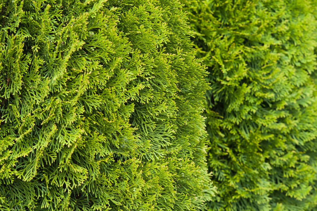 Tuja szmaragd – uprawa i pielęgnacja | Leksykon Roślin | OBI
